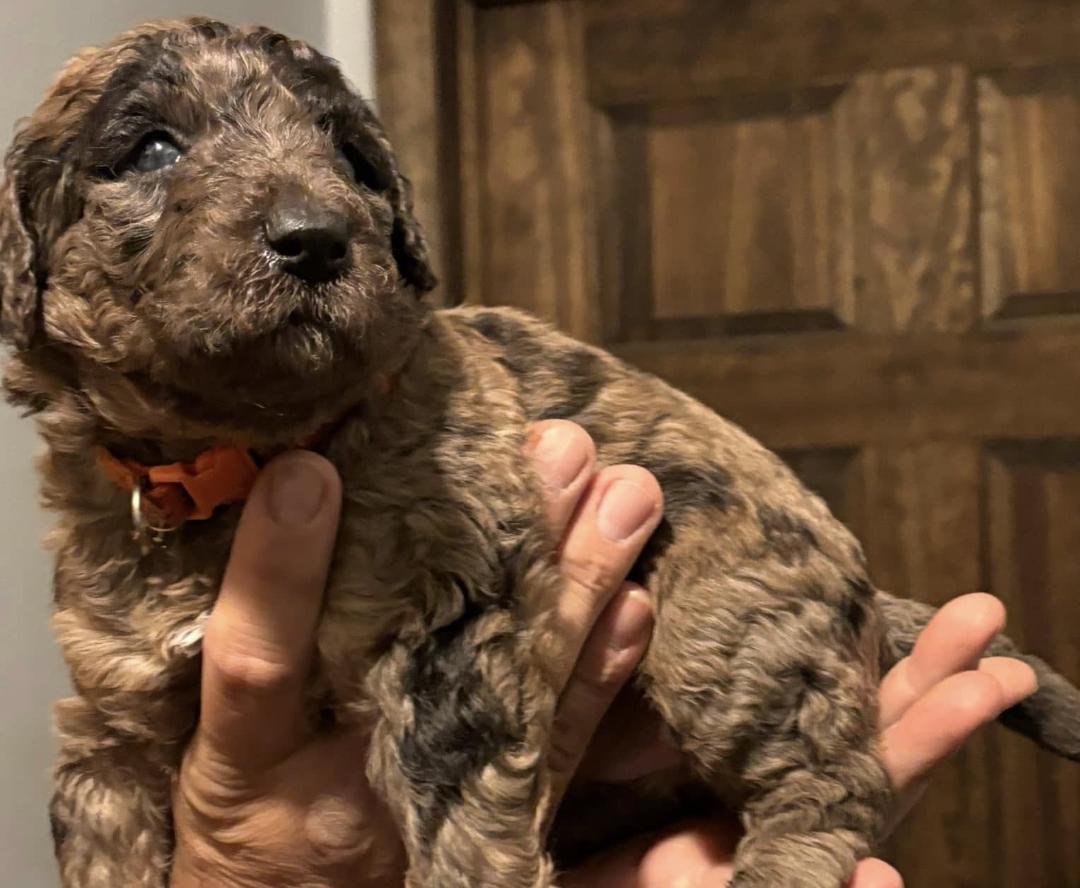 Dix River Doodle in Kentucky | Labradoodle puppies | Good Dog