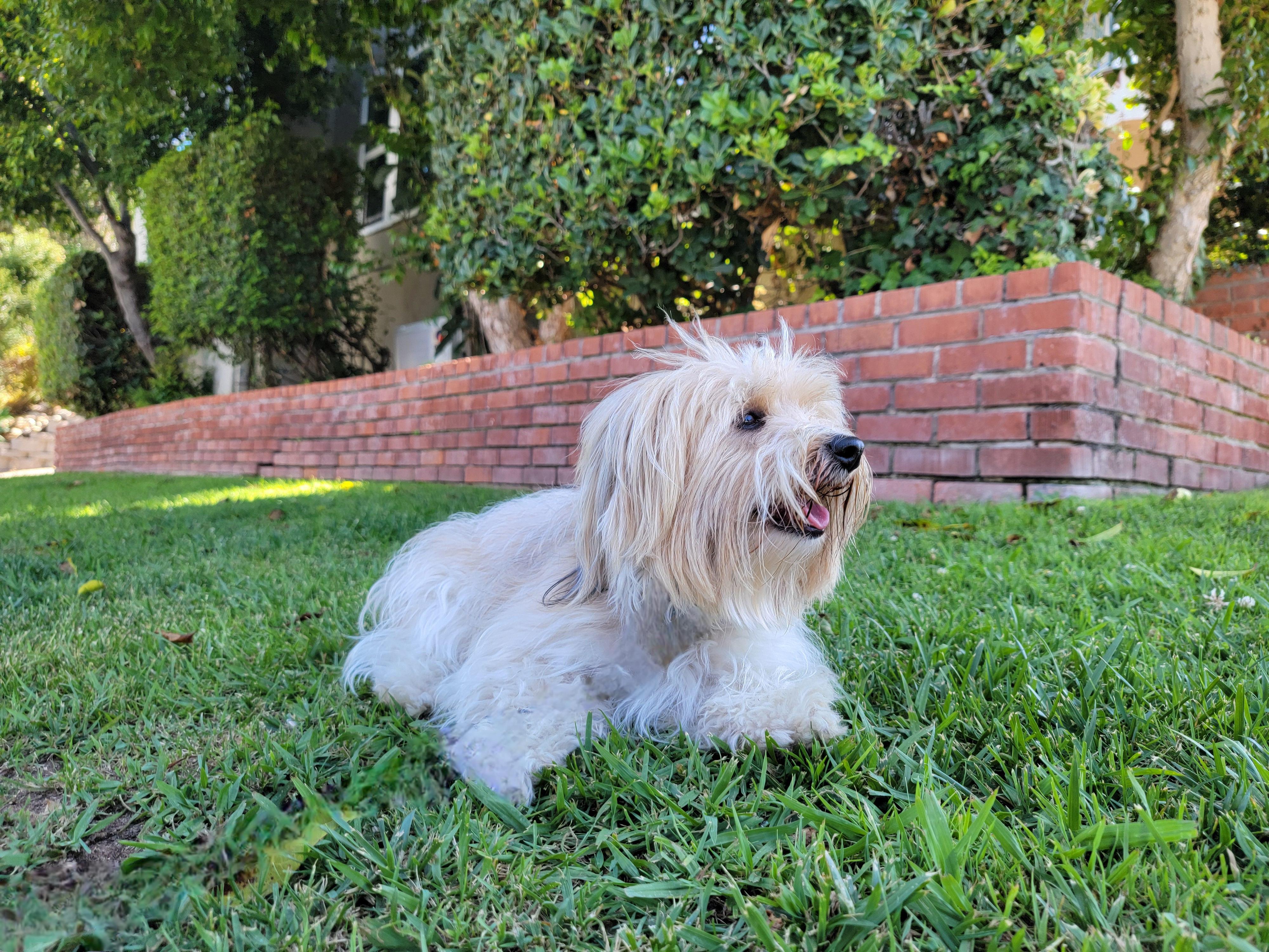 Coast2Coast Cotons in California | Coton de Tulear puppies | Good Dog
