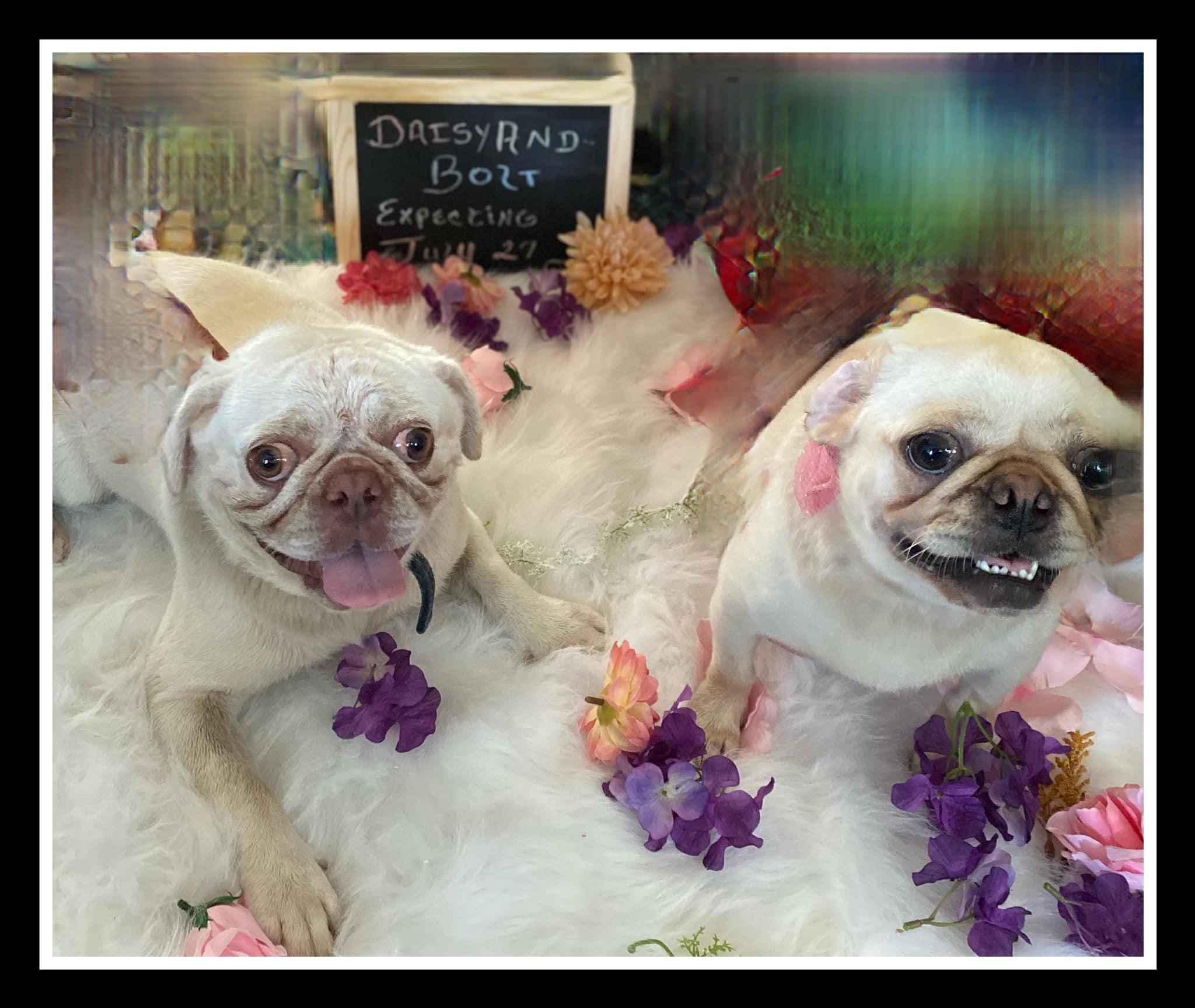 Jamie's Rainbow Pugs in Florida | Pug puppies | Good Dog