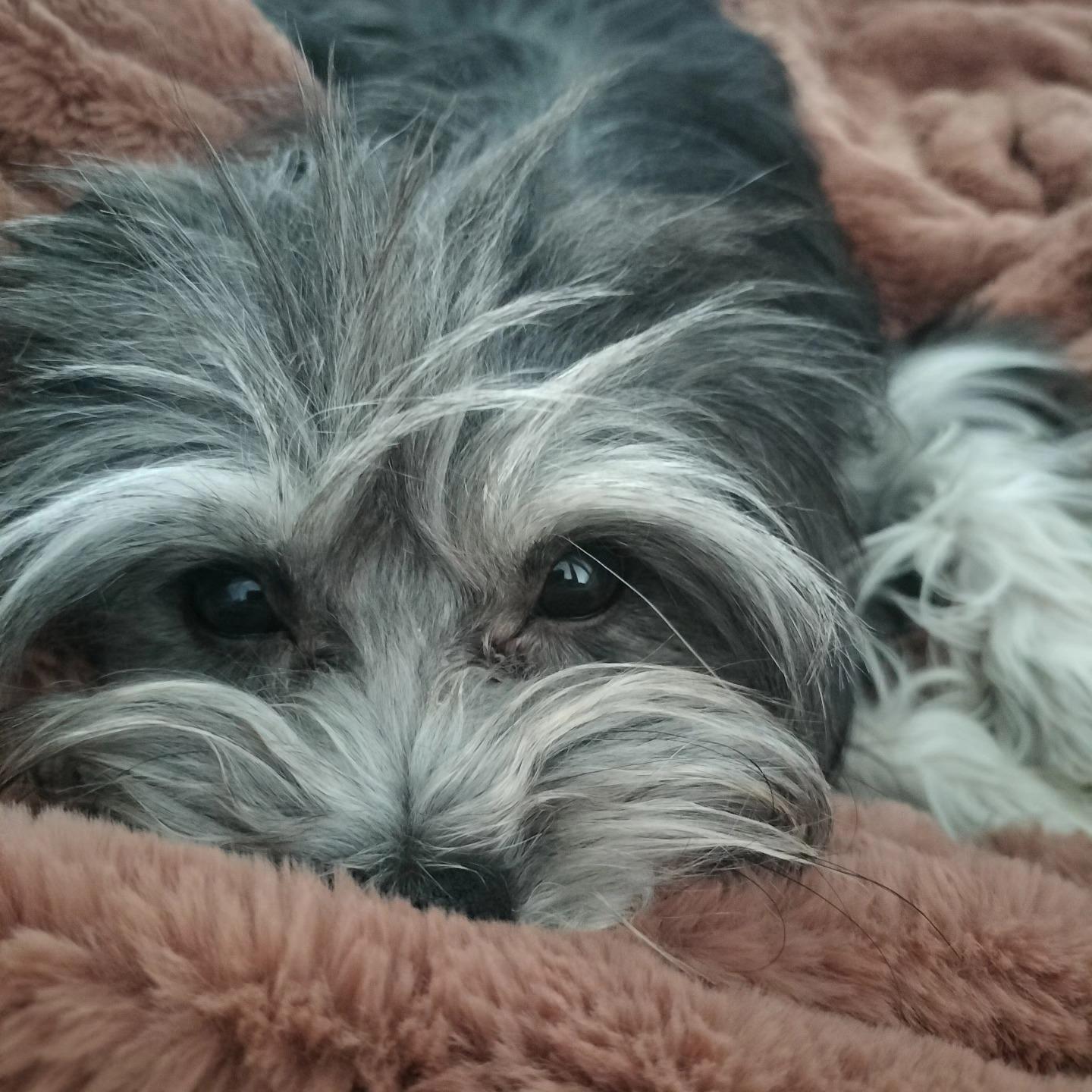 Havanese Havaton Pups in Colorado | Havanese puppies | Good Dog