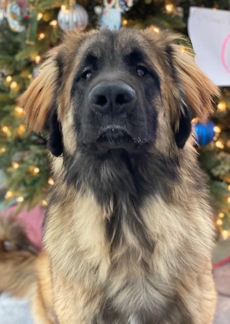 Bear Pond Aussies / Leonbergers of Maine in Maine | Leonberger and ...