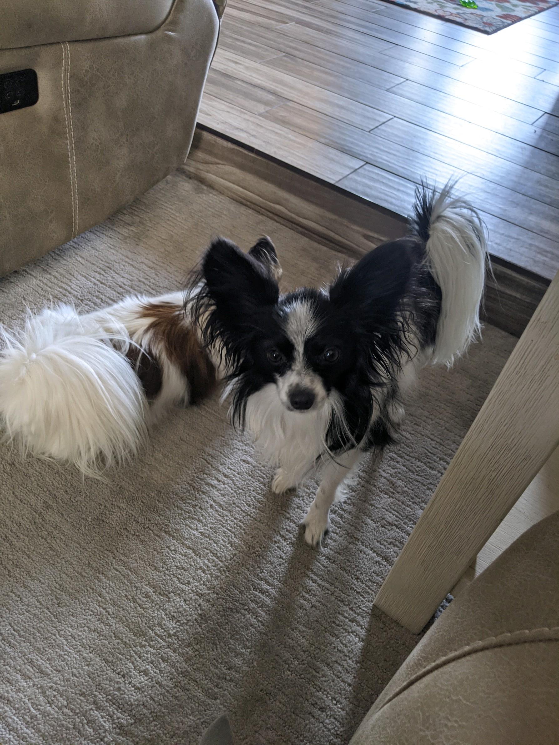 Shirley's Papillons in Arizona | Papillon puppies | Good Dog