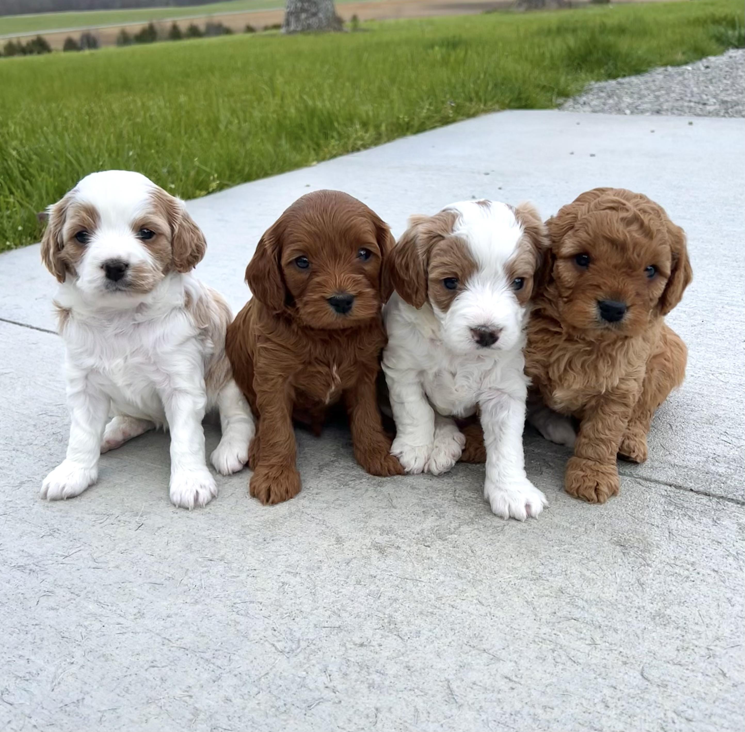 Happy Home Cavapoos in Kentucky | Cavapoo puppies | Good Dog
