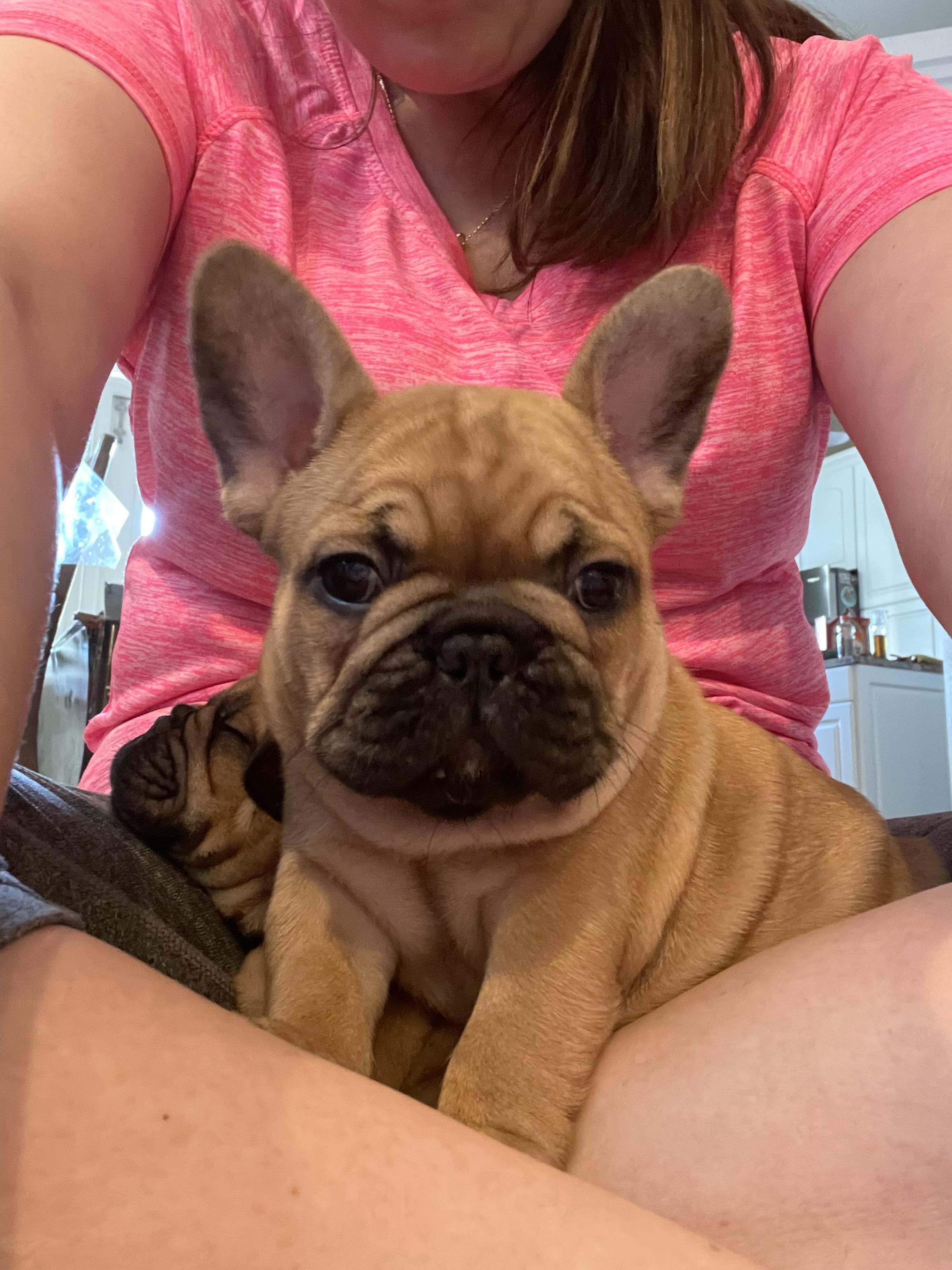Big Daddy Frenchies in Florida | French Bulldog puppies | Good Dog