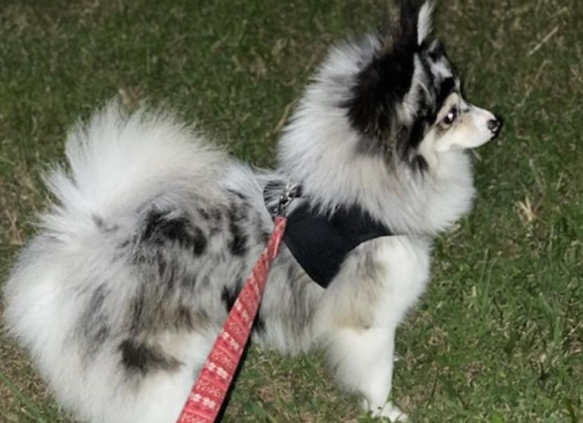 Pomskies of Miami in Florida | Pomsky puppies | Good Dog