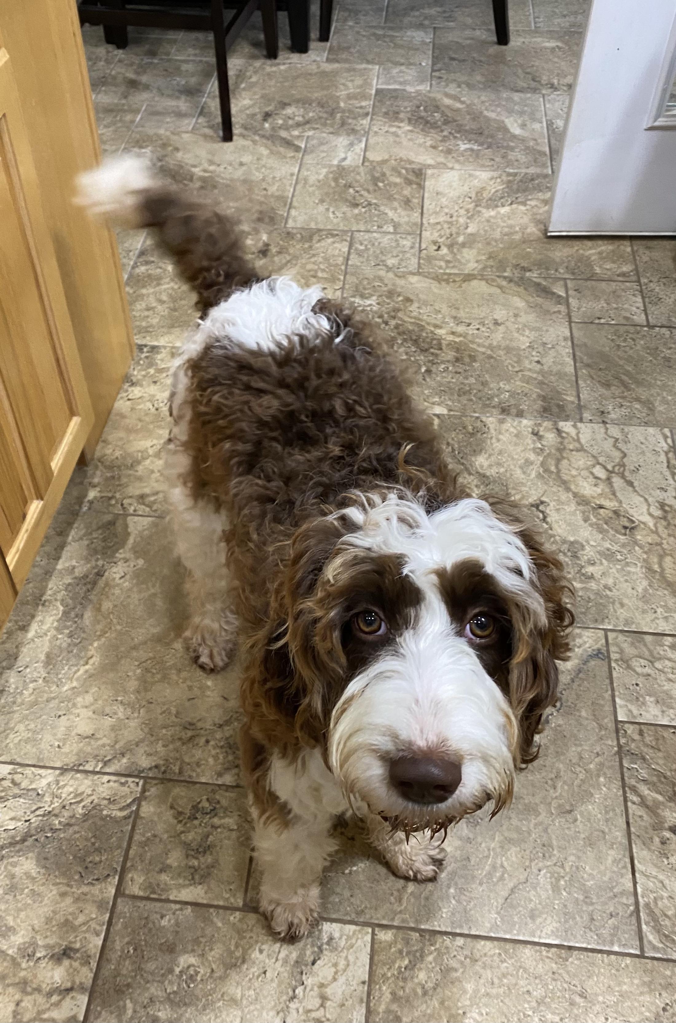 LaDonna's Doodles in Georgia | Goldendoodle and Springerdoodle puppies ...