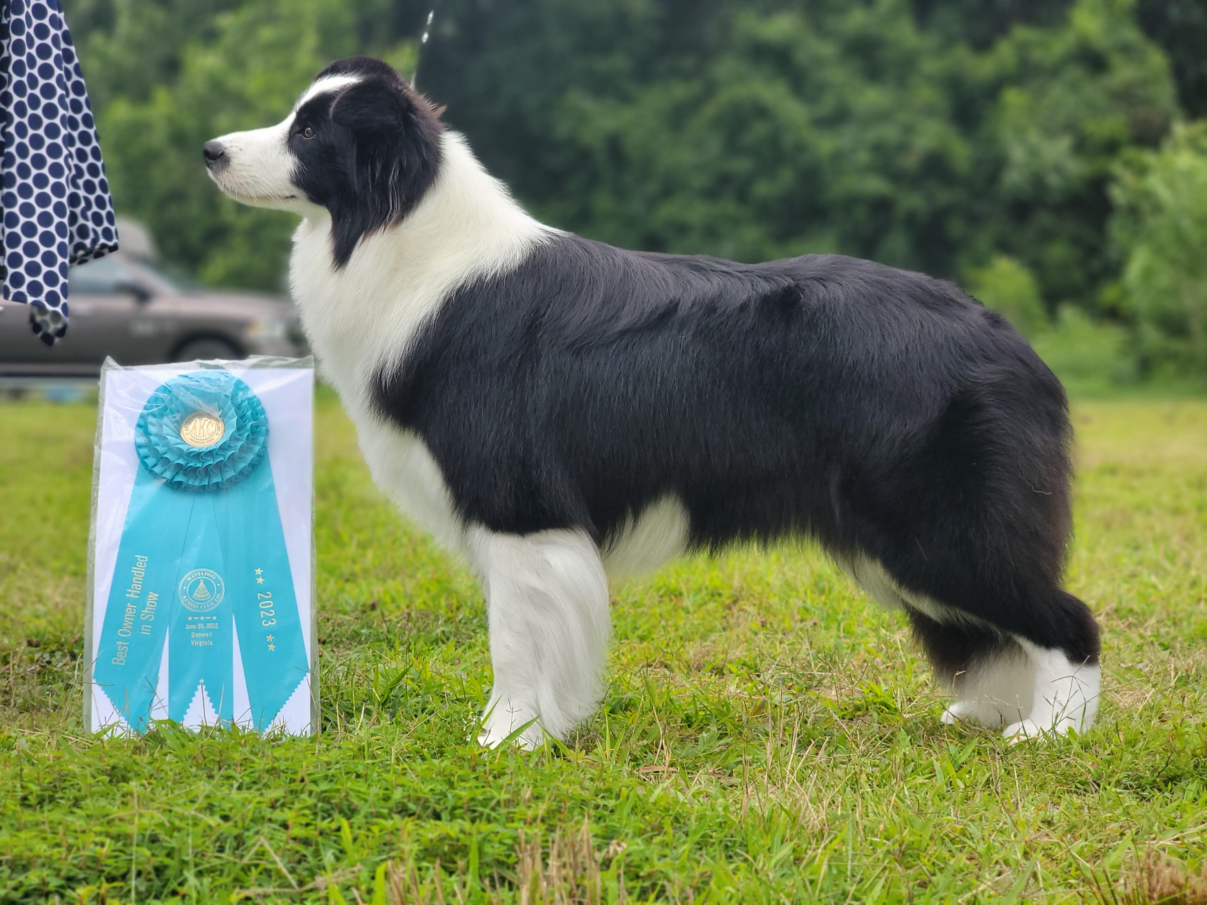 Coylety Kennel in North Carolina | Border Collie and Chinese Crested ...