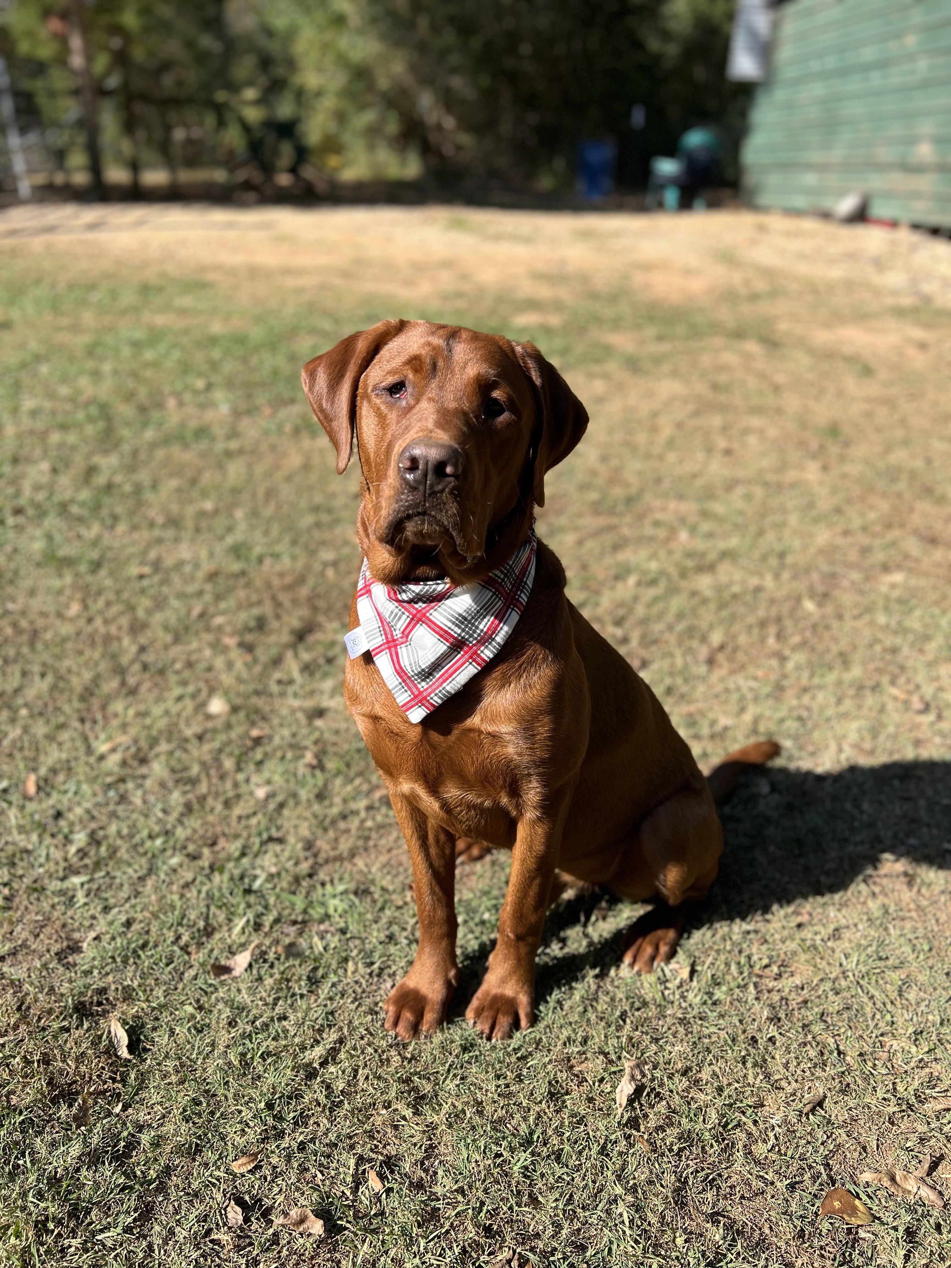 Wicked Flyer Retrievers in South Carolina | Labrador Retriever puppies ...