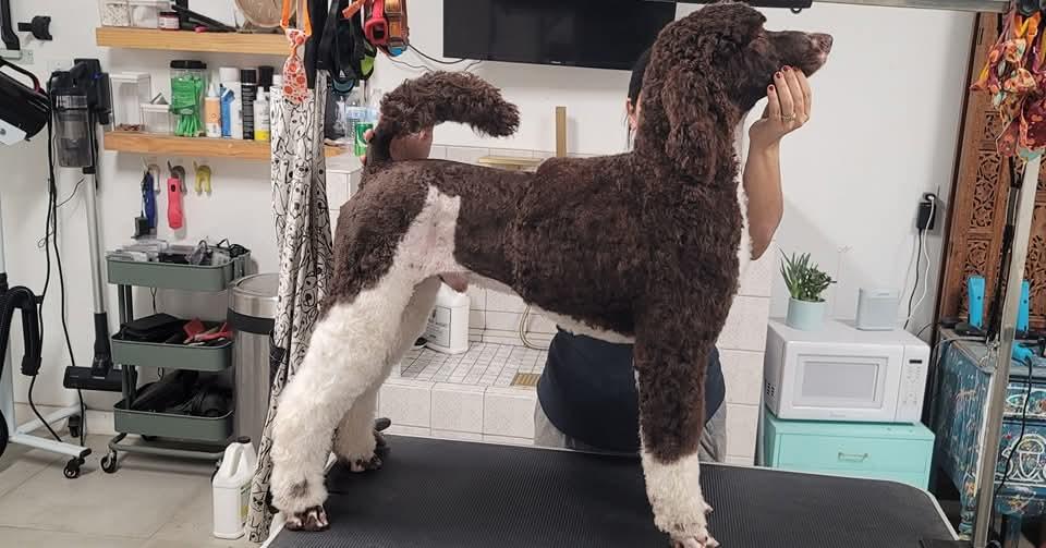 Patitas in Texas | Goldendoodle and Poodle puppies | Good Dog