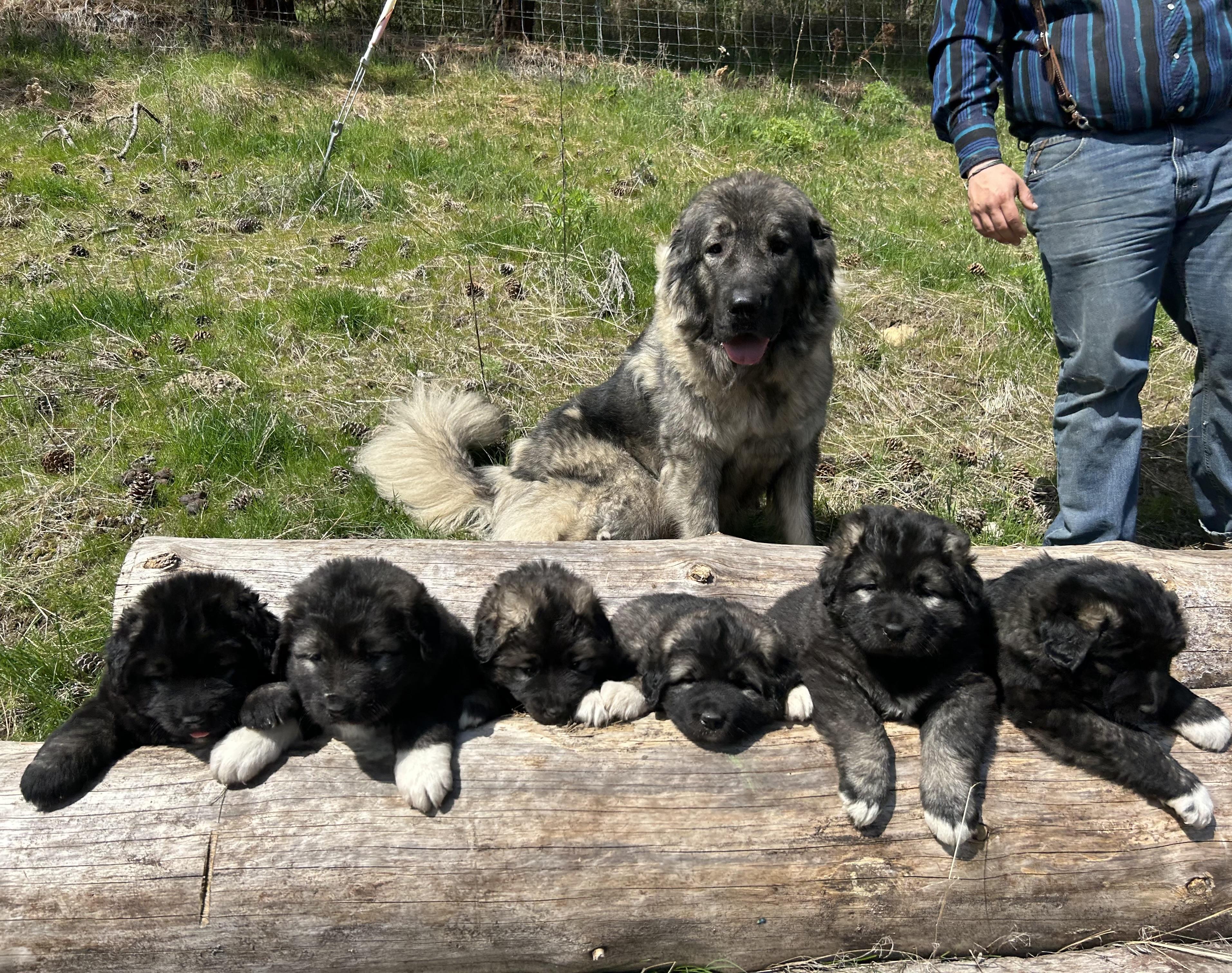 Guardian Kennels in Washington | Caucasian Shepherd Dog puppies | Good Dog
