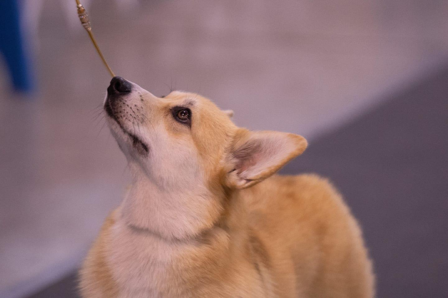 Nightstreak Corgis in Nebraska | Pembroke Welsh Corgi and American ...