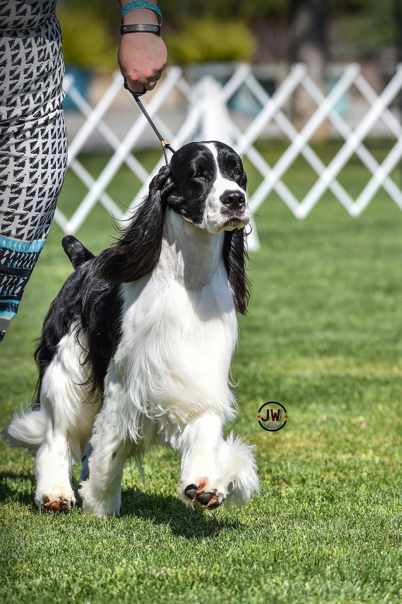 Carol Jansen's English Springer Spaniels in Oregon | English Springer ...