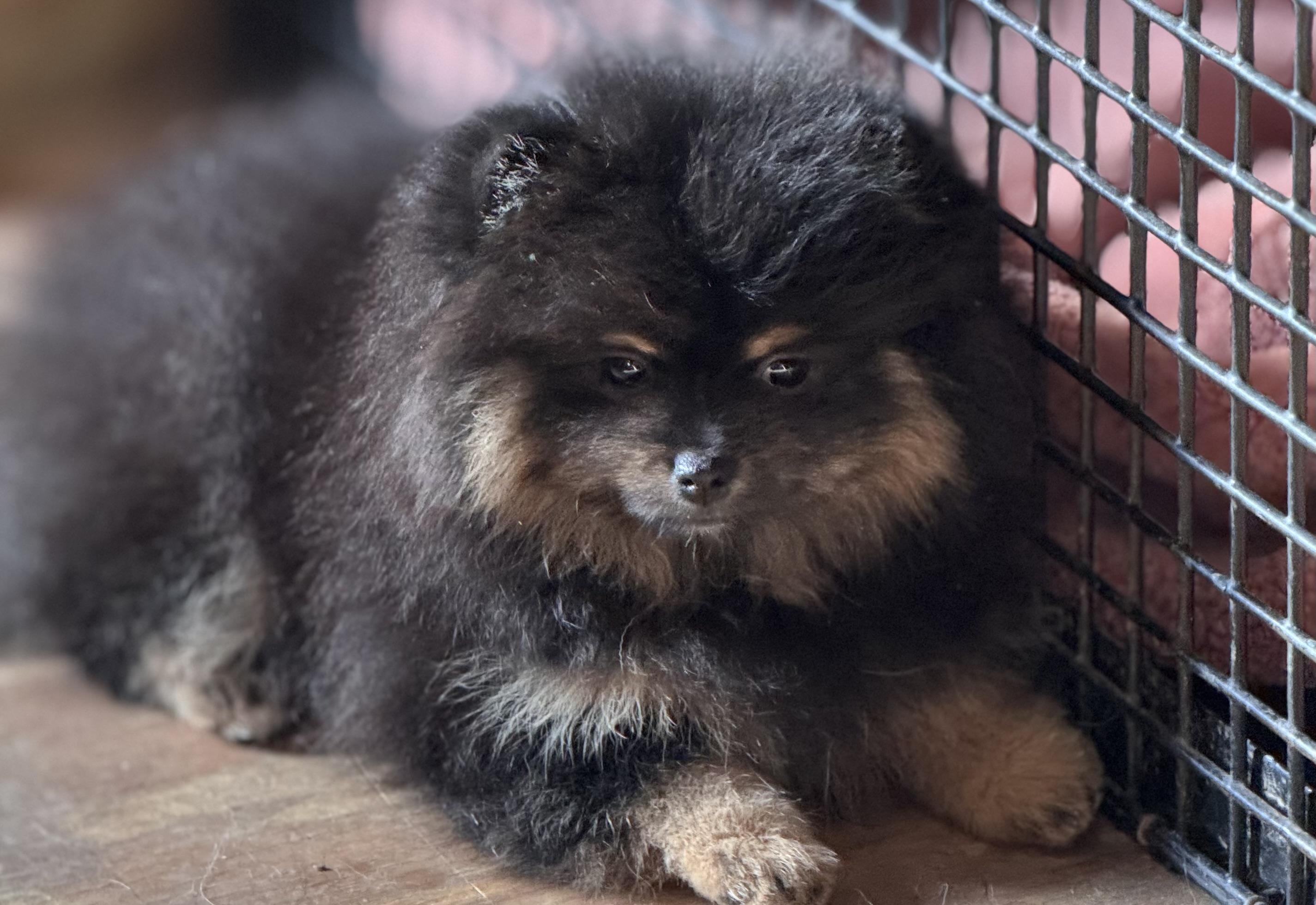 BackRoad Pomeranians in Illinois | Pomeranian puppies | Good Dog
