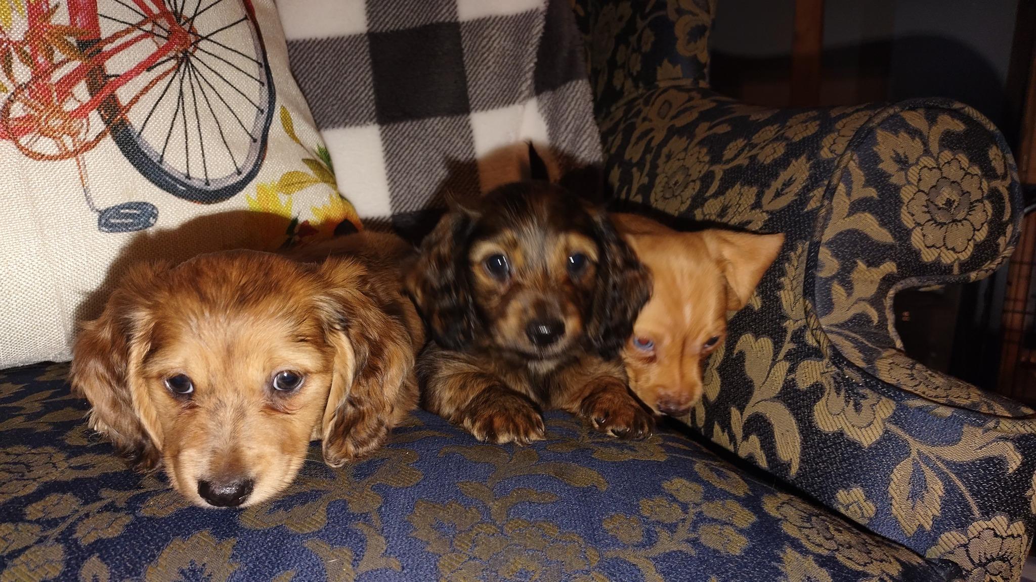 DMC Dachshunds in Texas | Dachshund puppies | Good Dog