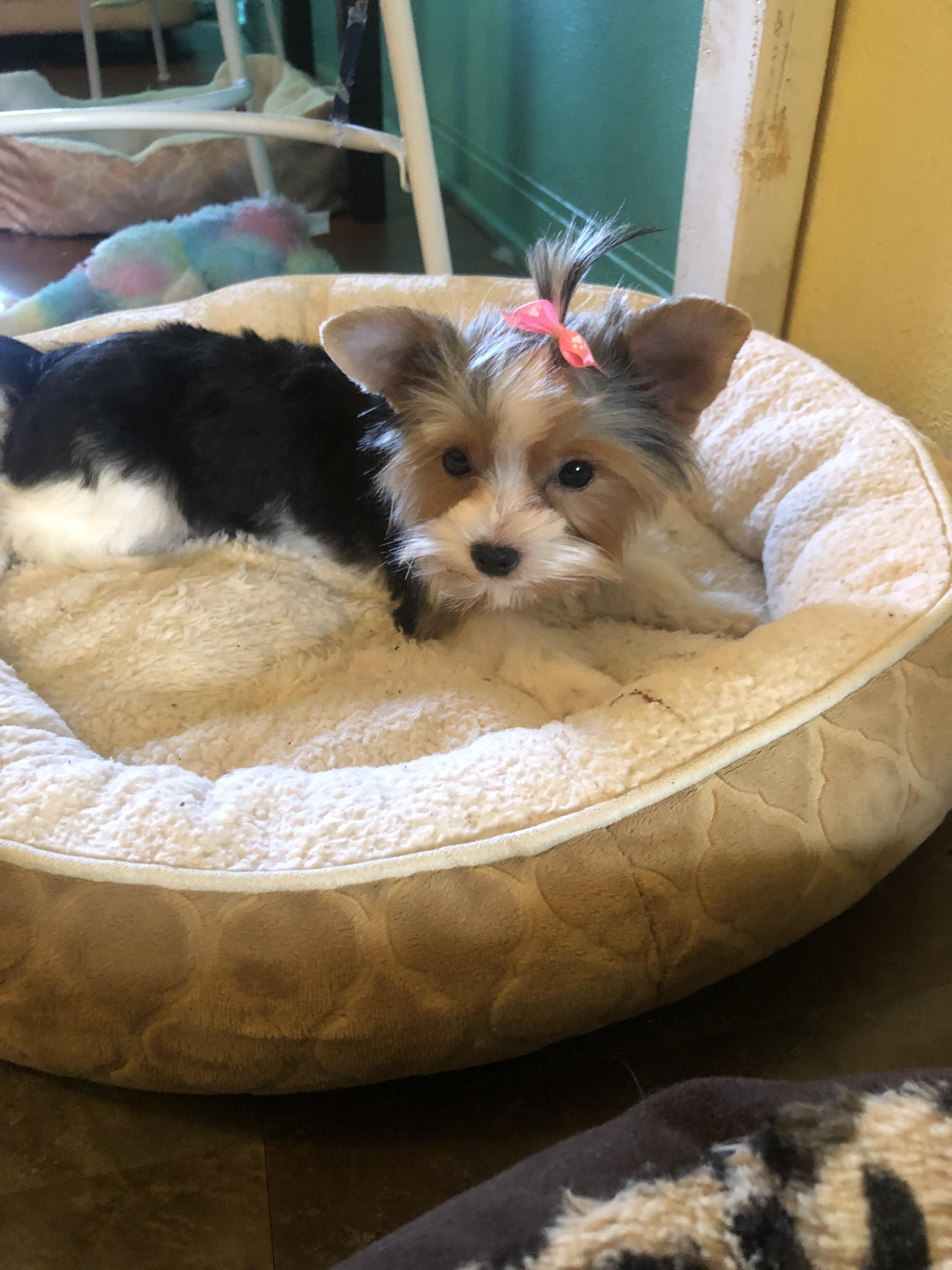 Jackie Jenny’s Precious Yorkies in Florida | Yorkshire Terrier puppies ...
