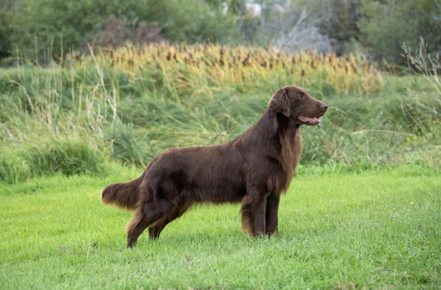 ArticWyns in Alaska | Flat-Coated Retriever puppies | Good Dog