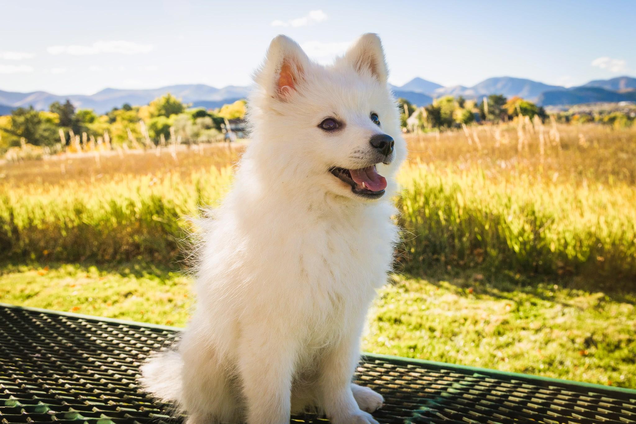 Colorado Japanese Spitz in Colorado | Japanese Spitz puppies | Good Dog