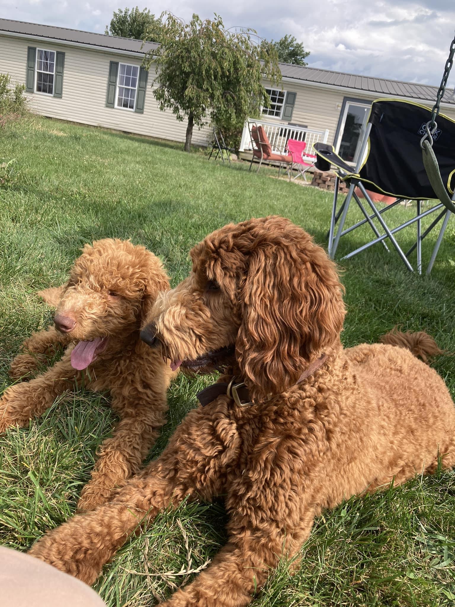 Little Creek Doodles in Ohio | Goldendoodle puppies | Good Dog