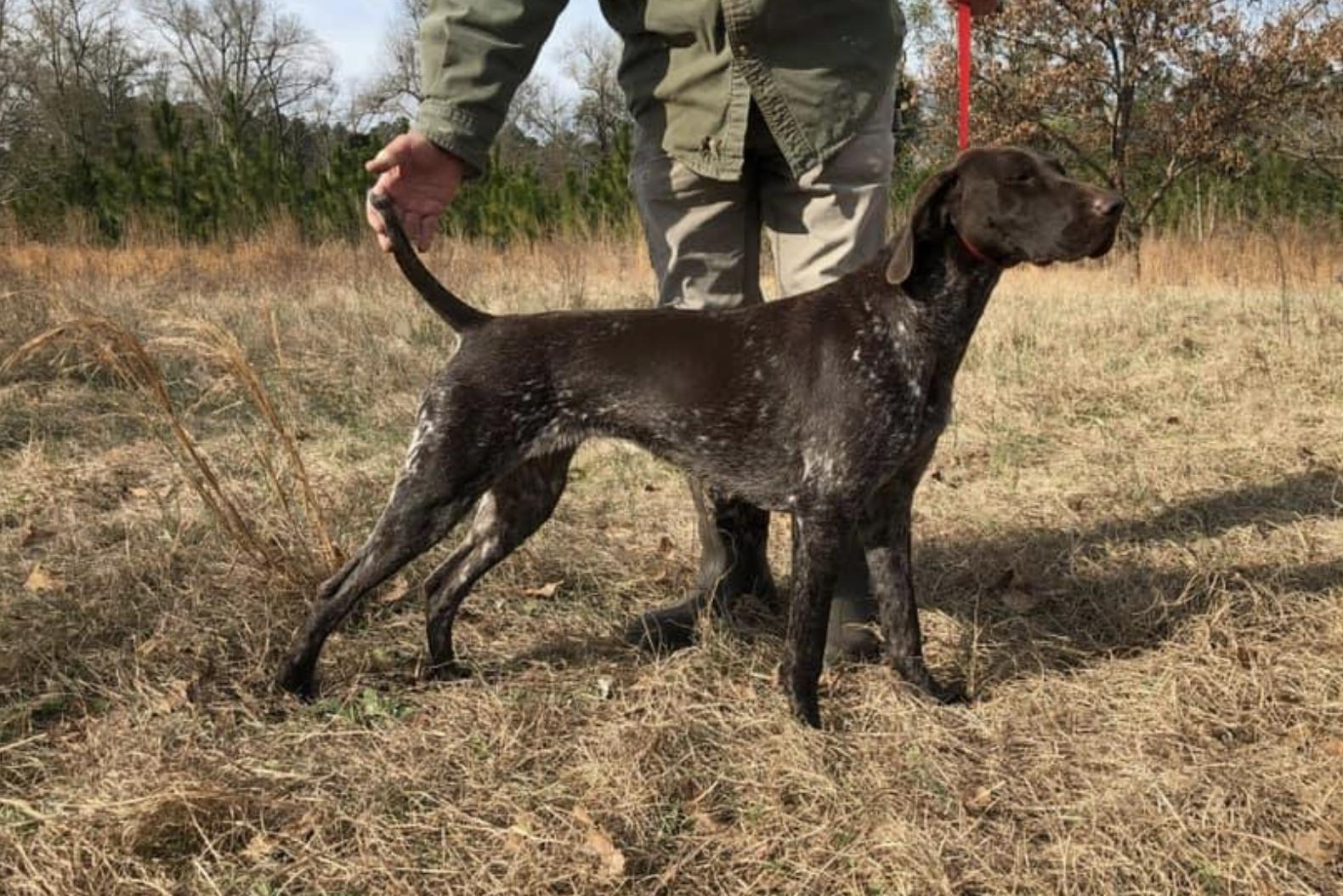 Ivan Haus Kennel in Georgia | German Shorthaired Pointer puppies | Good Dog