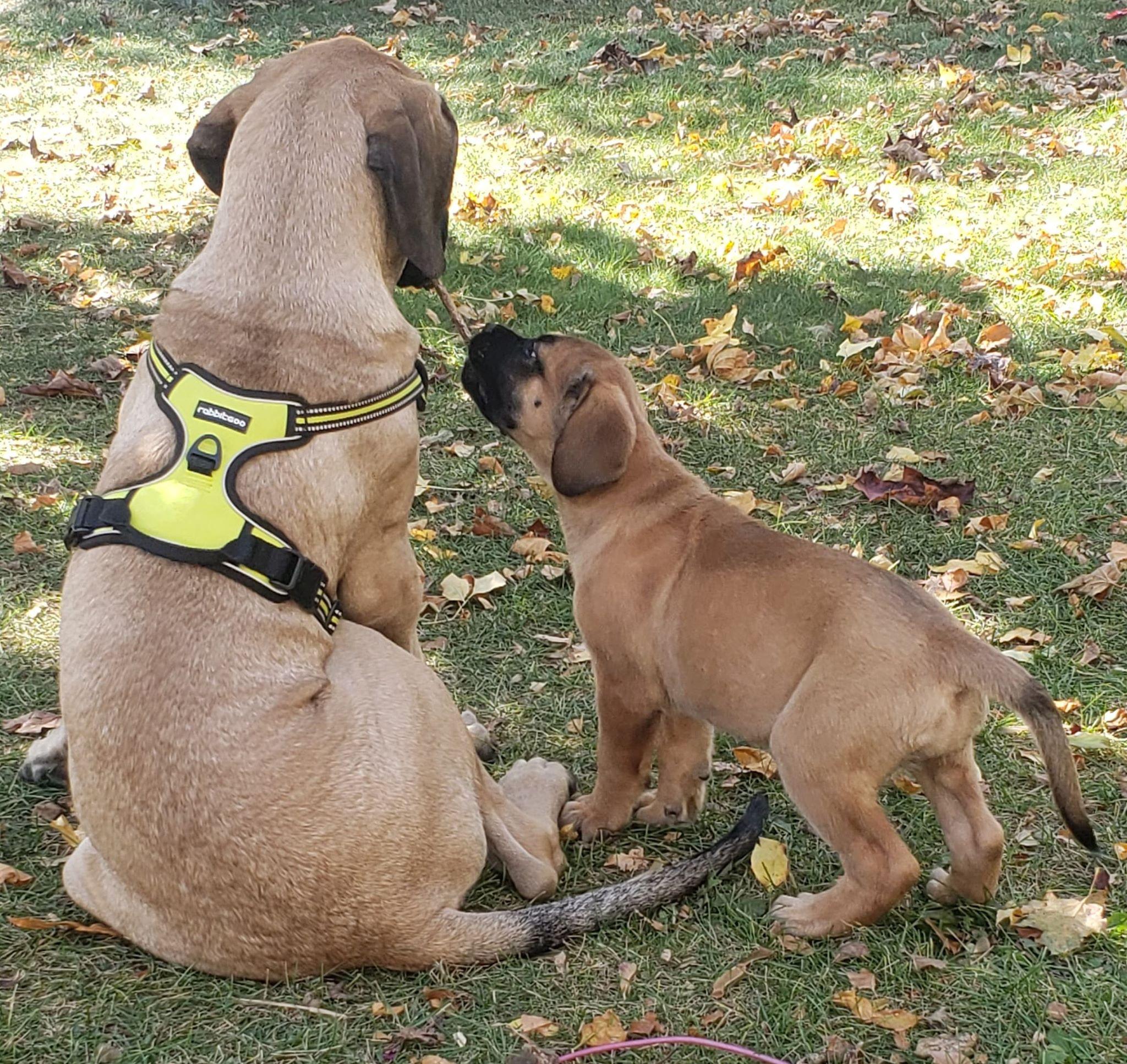 Twin Cities Mastiffs in Minnesota | Mastiff puppies | Good Dog