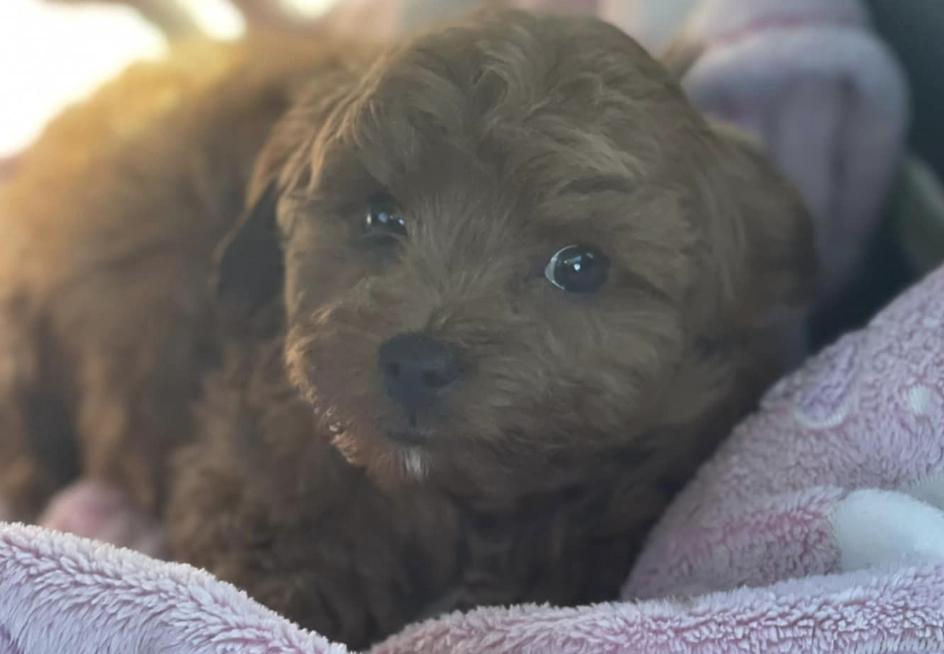 Annie’s Cavapoos in Minnesota | Cavapoo puppies | Good Dog