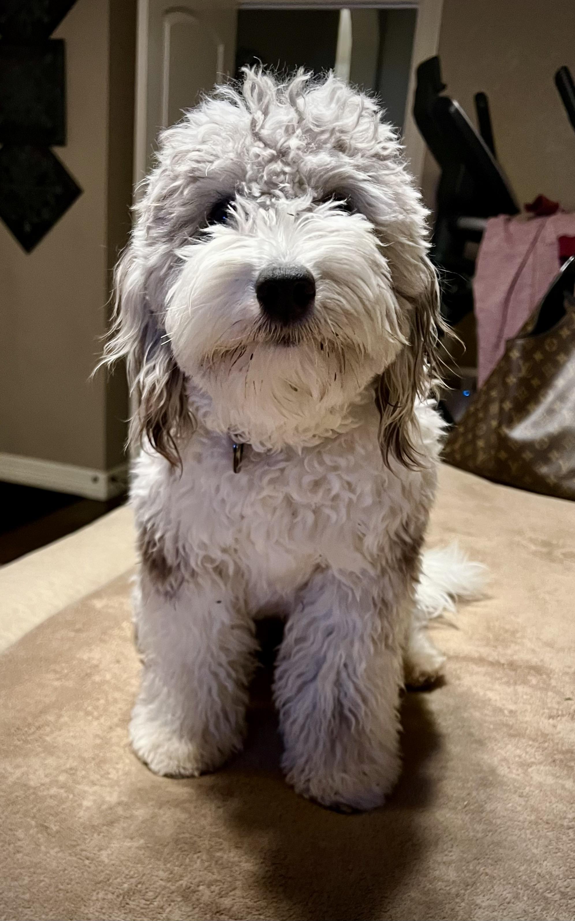 Gray Doodles in Texas | Goldendoodle and Aussiedoodle puppies | Good Dog