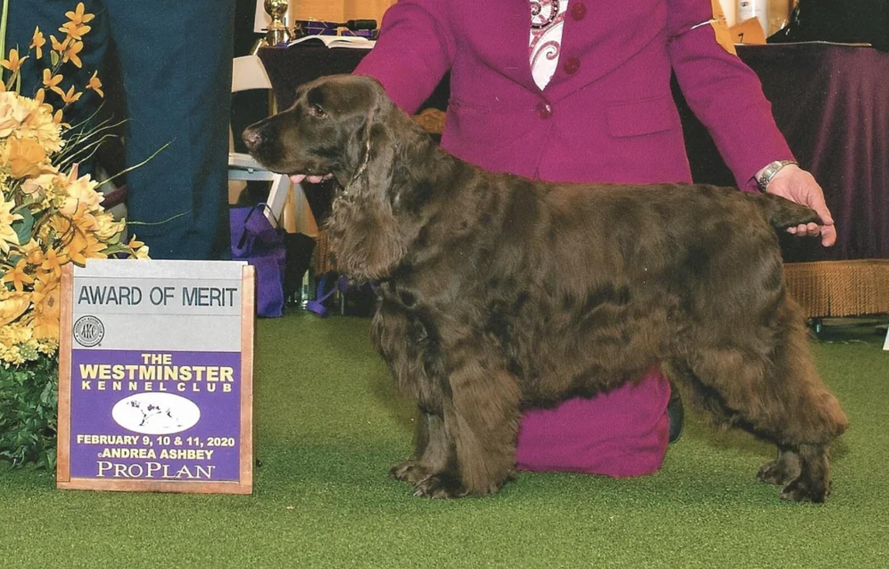 Kaleidoscope Field Spaniels in New York | Field Spaniel puppies | Good Dog