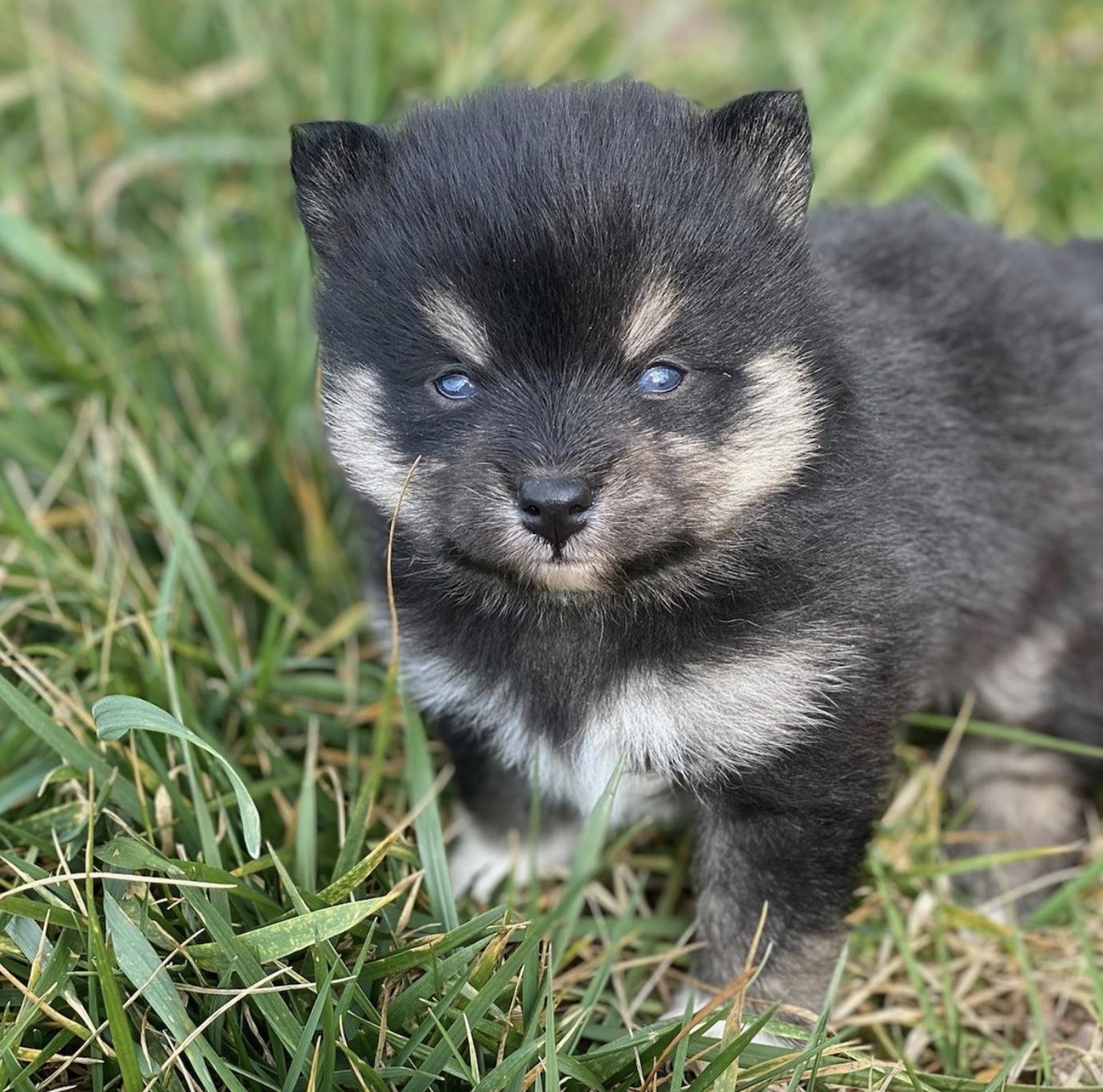 Sunshine Pomsky in Florida | Pomsky puppies | Good Dog