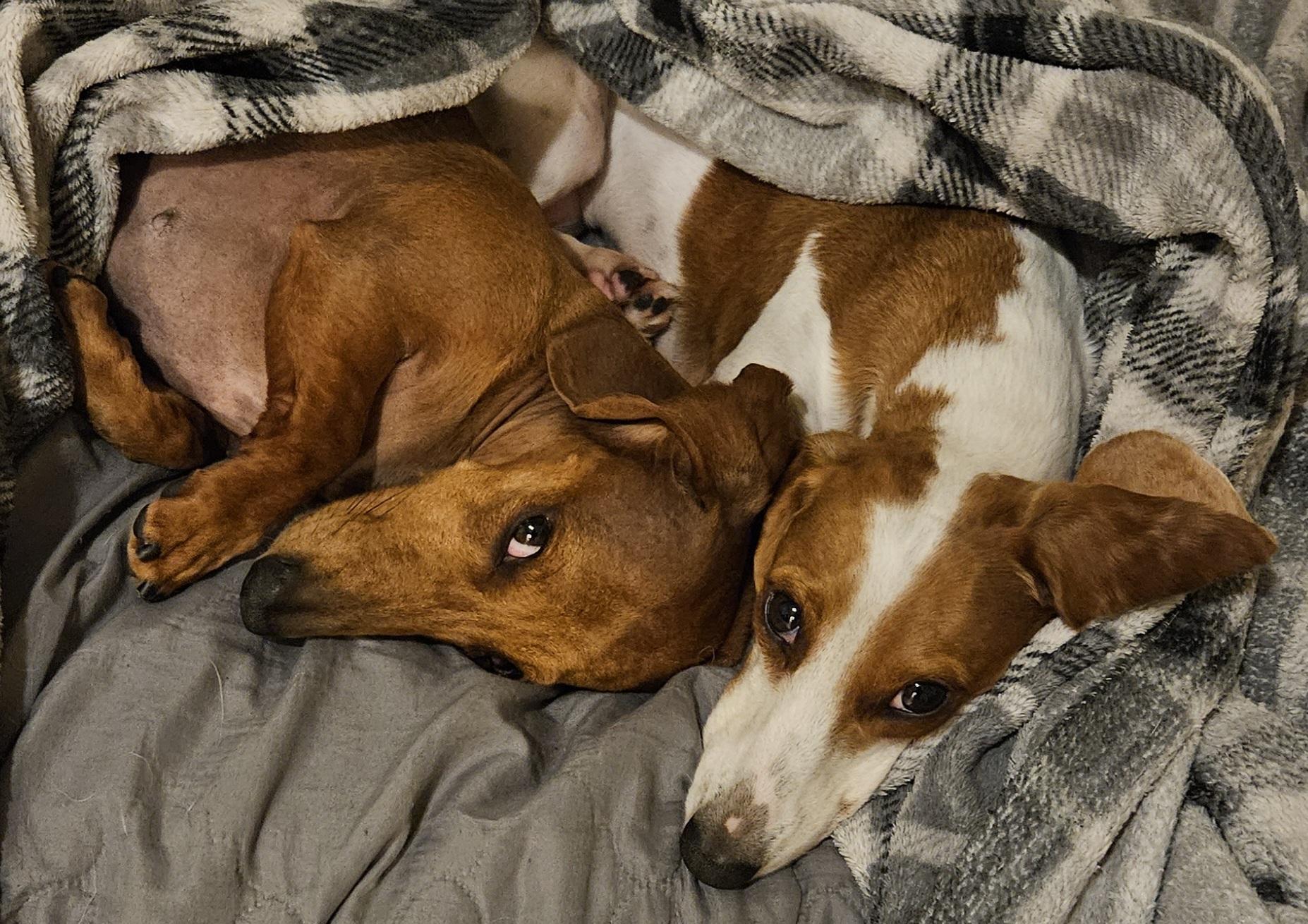 Bundles of Joy in Missouri | Dachshund puppies | Good Dog