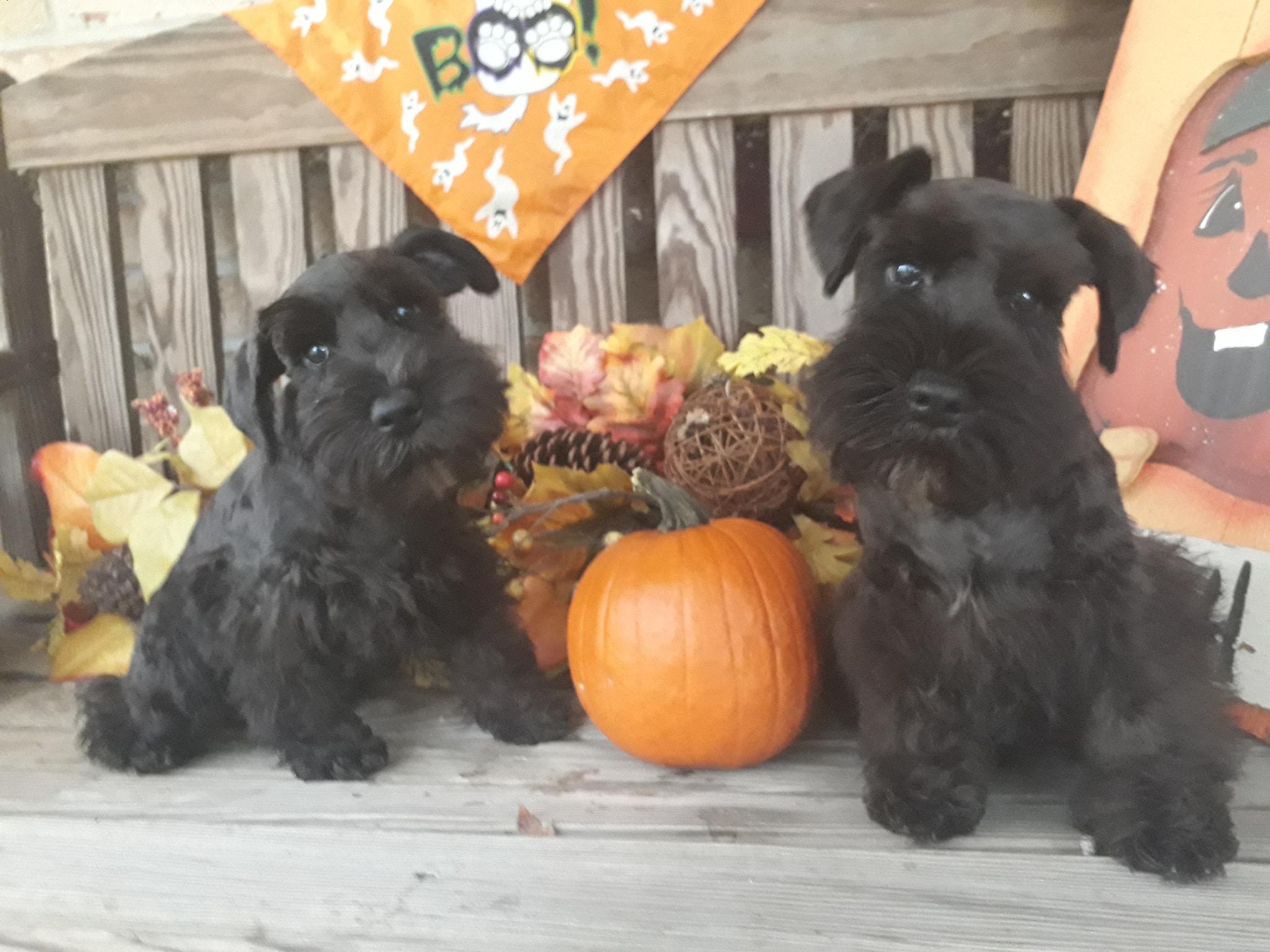 Mervar Kennel Mervar Schnauzers of Ohio in Ohio | Miniature Schnauzer and Shorty Bull puppies ...