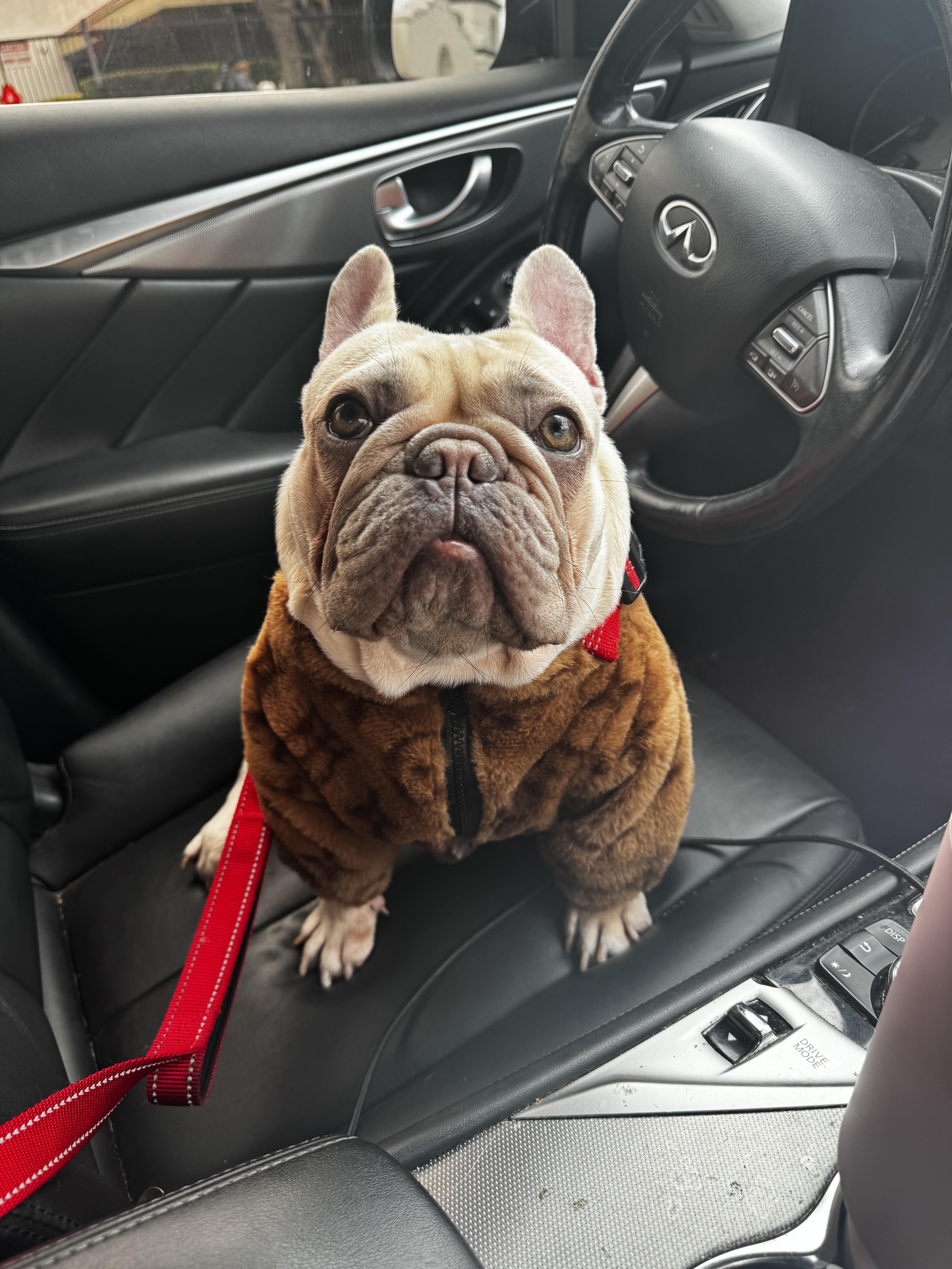 Baddies Only in California | French Bulldog, Maltipoo or Pomeranian ...