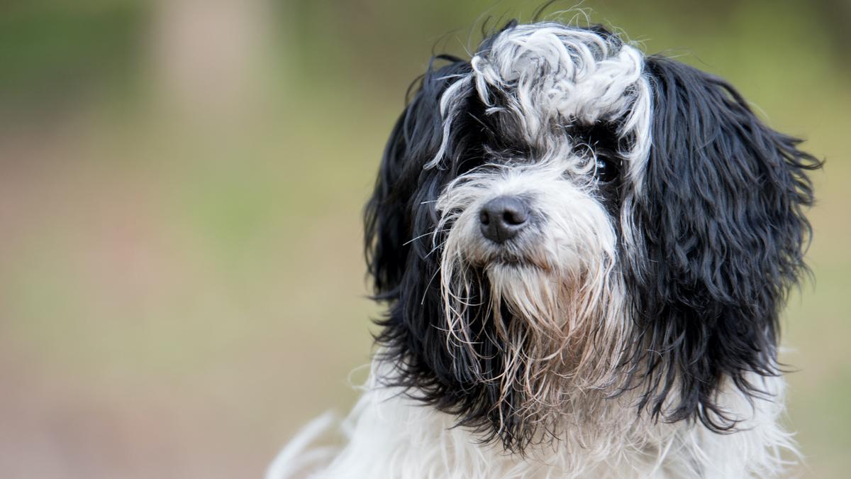 25 cute Russian Tsvetnaya Bolonka puppies for sale | Good Dog
