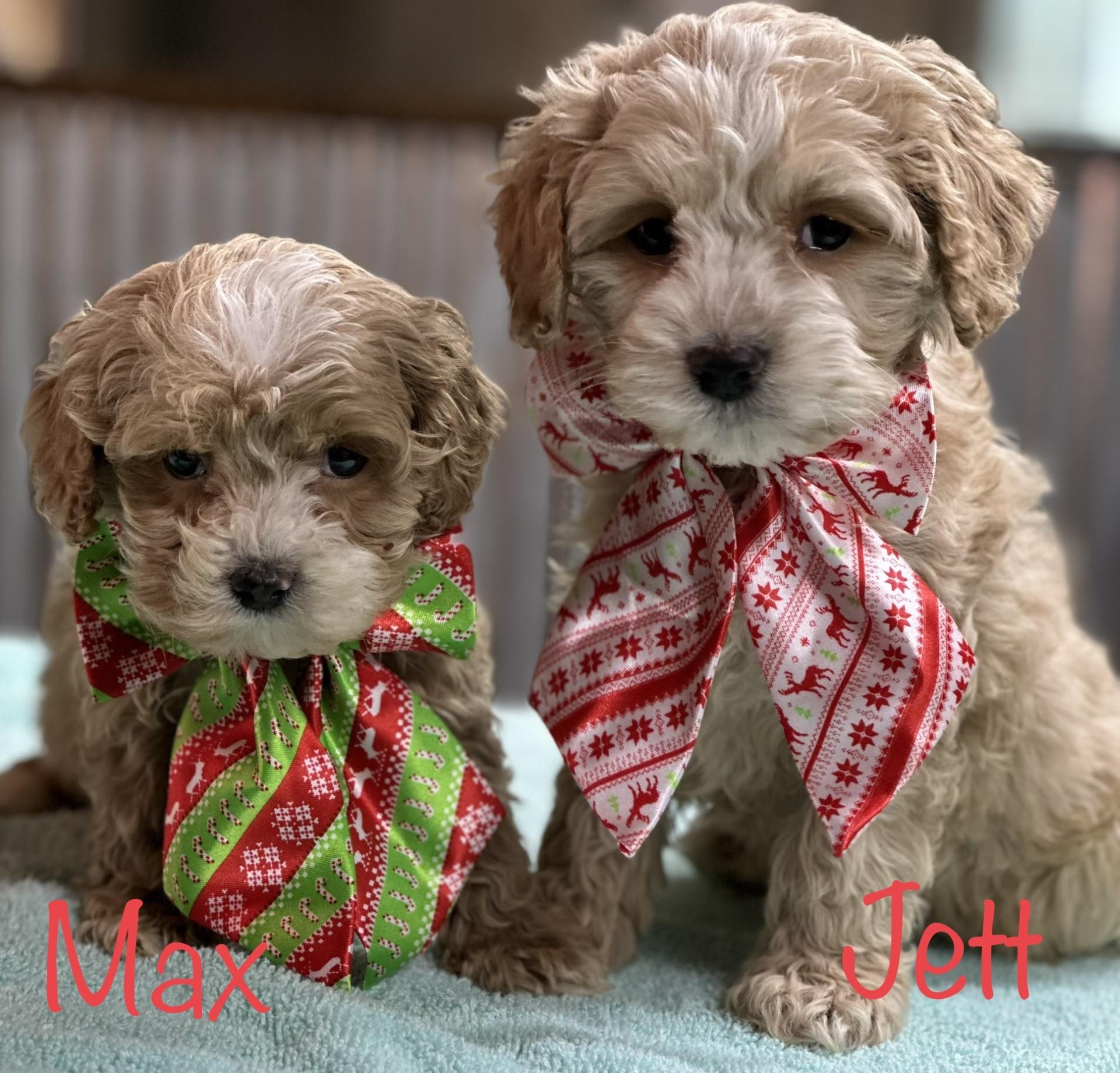 Darling Doodles and Cockapoos in Arkansas | Cockapoo puppies | Good Dog