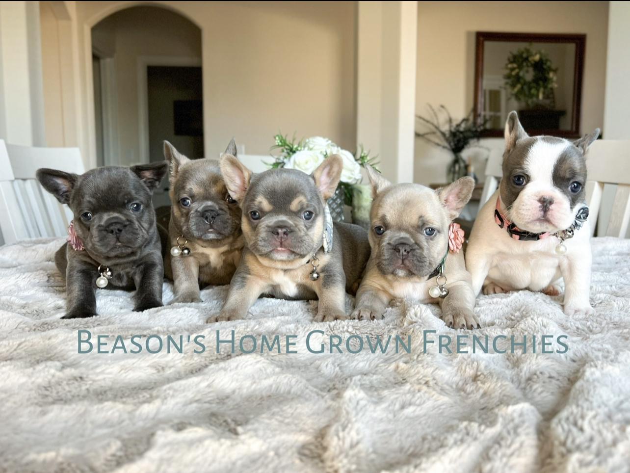 Beason’s HomeGrown Frenchies in Texas | French Bulldog puppies | Good Dog