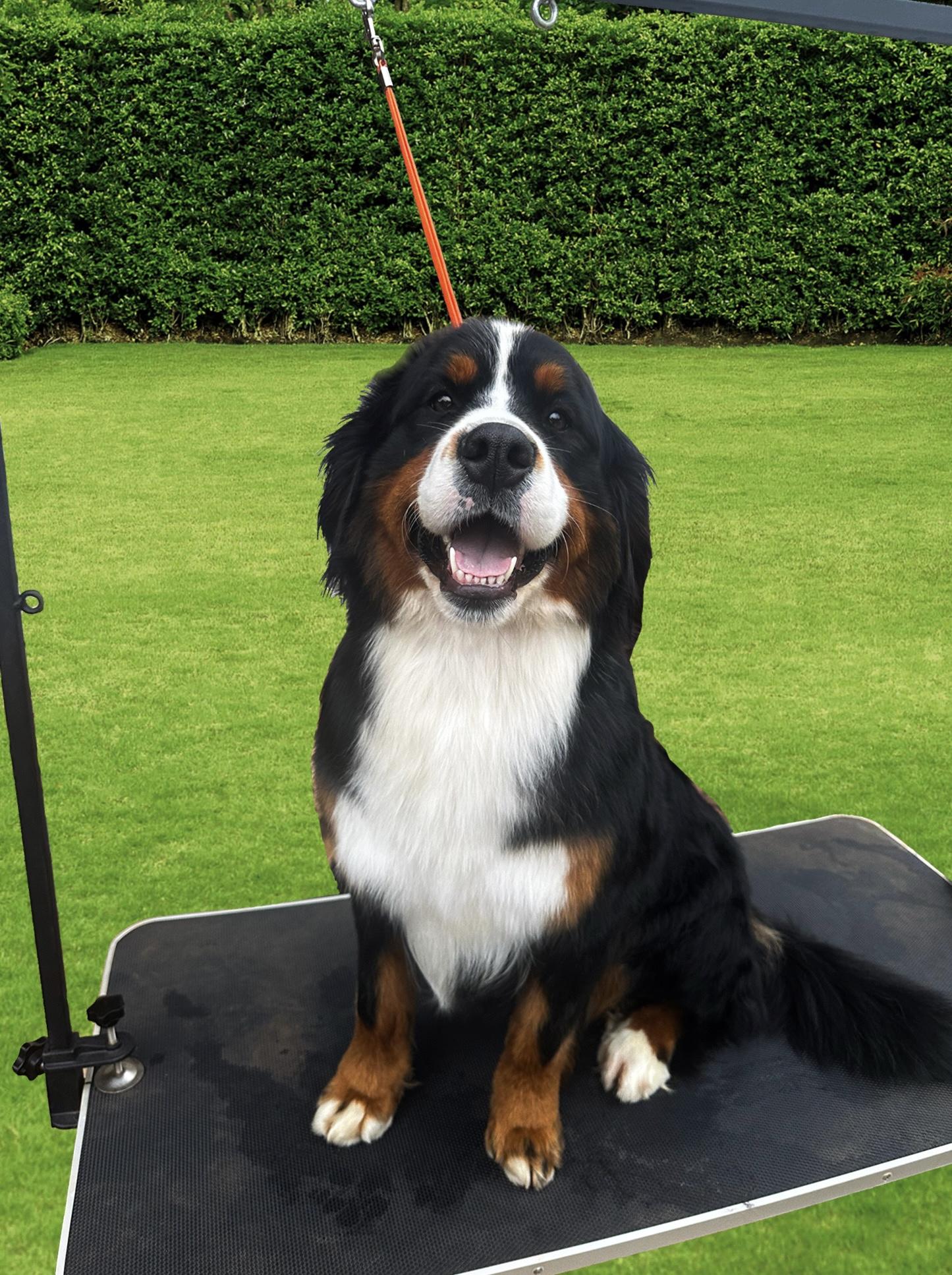 N.W. Mountain Retrievers in Oregon | Bernese Mountain Dog and Golden ...