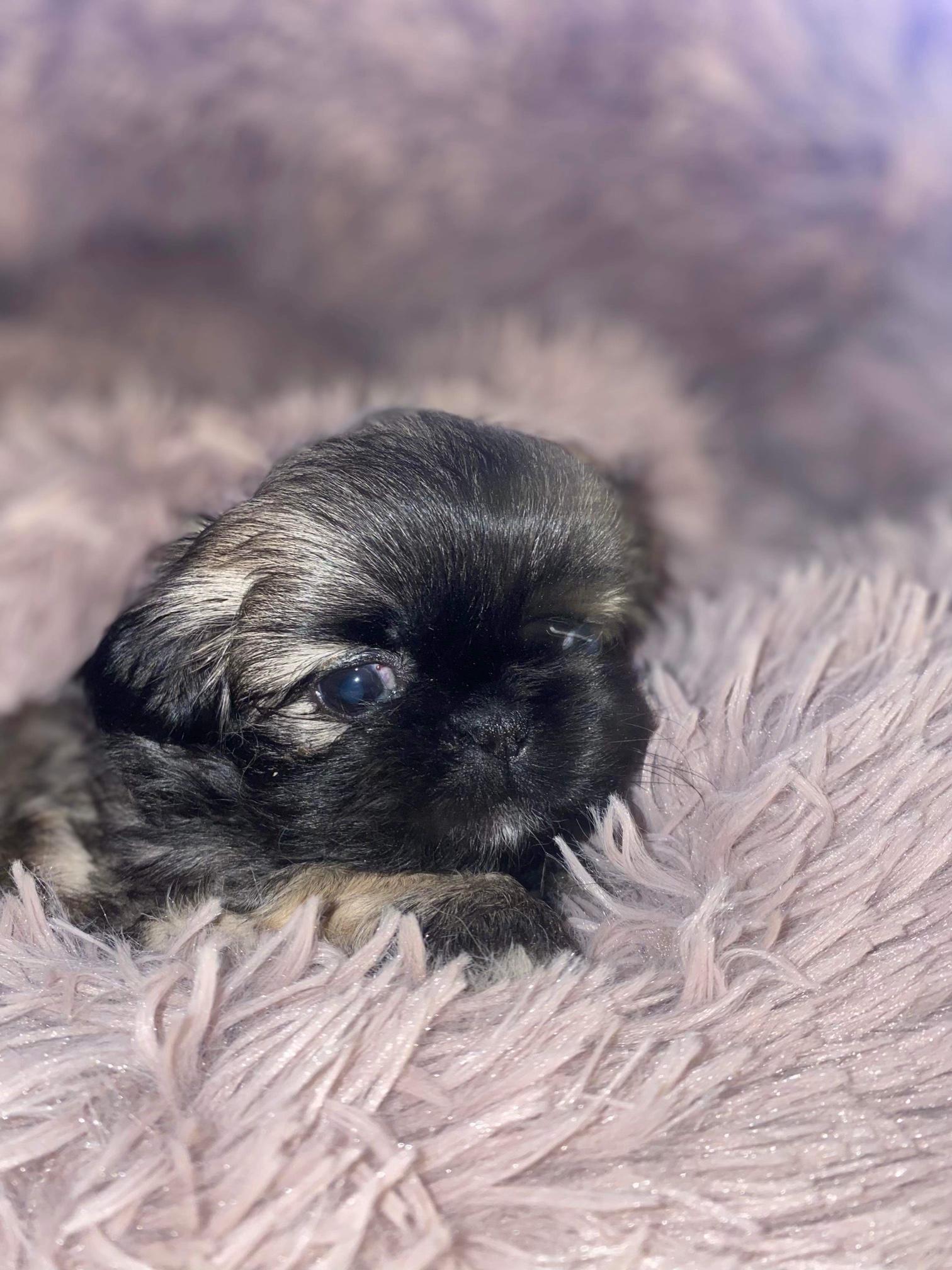 Dogs lovers in Texas | Pekingese and Poodle puppies | Good Dog