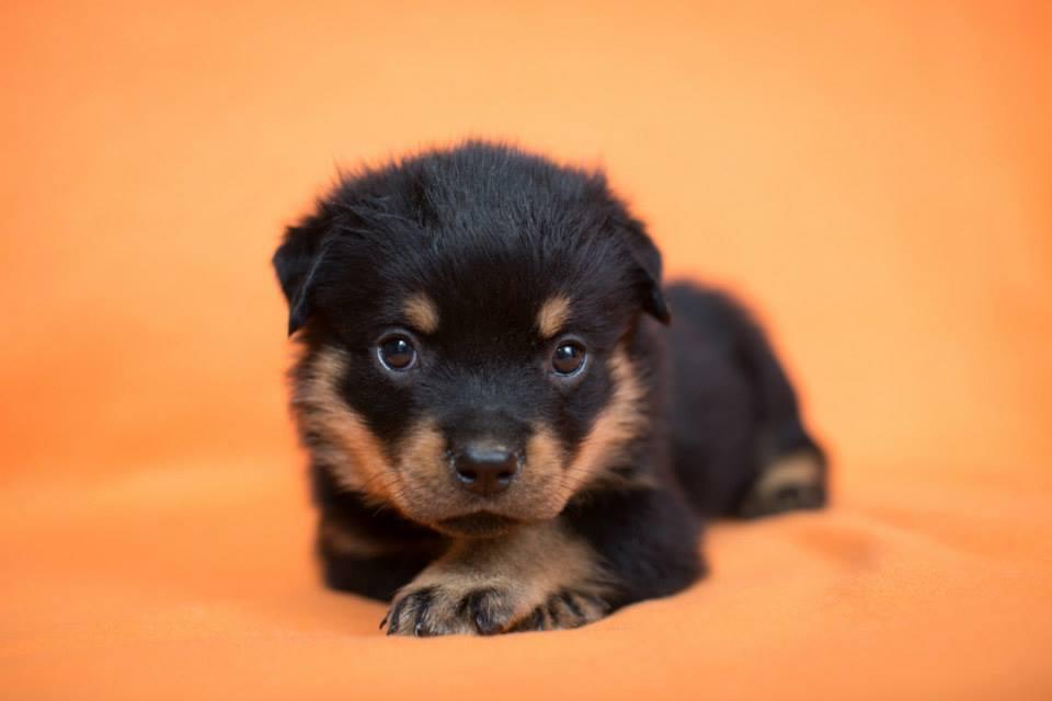 Winters Rotties in Washington | Rottweiler puppies | Good Dog