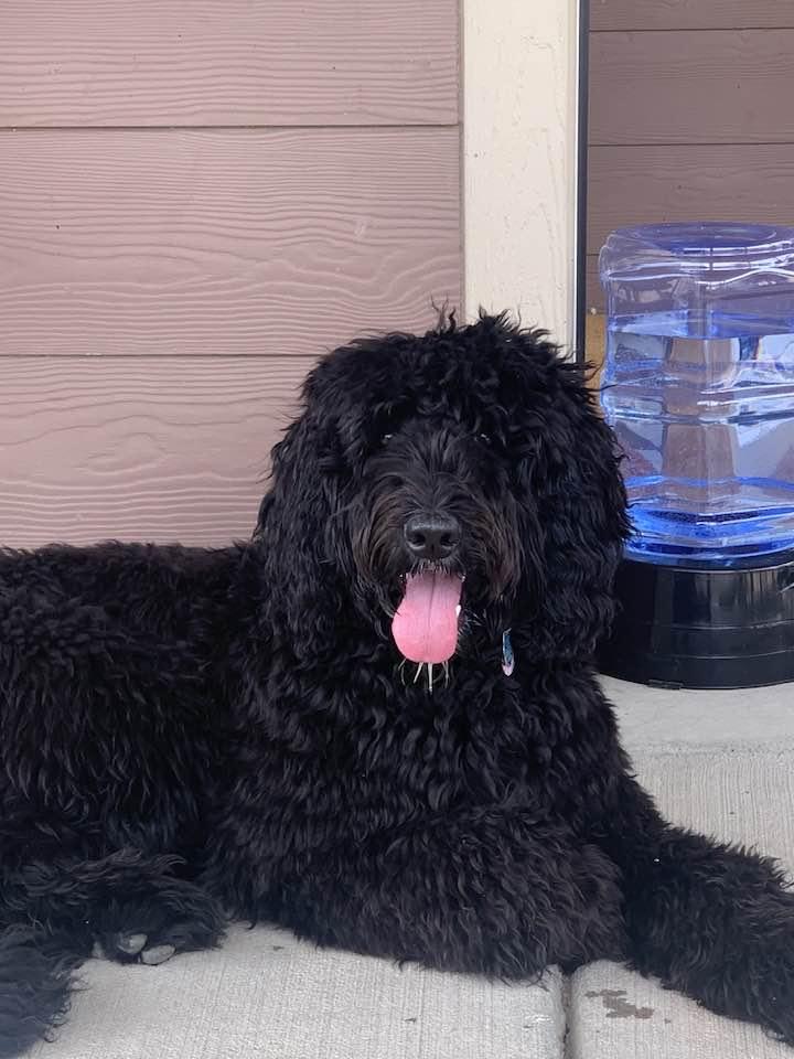 Voss Doodles in Colorado | Bernedoodle puppies | Good Dog