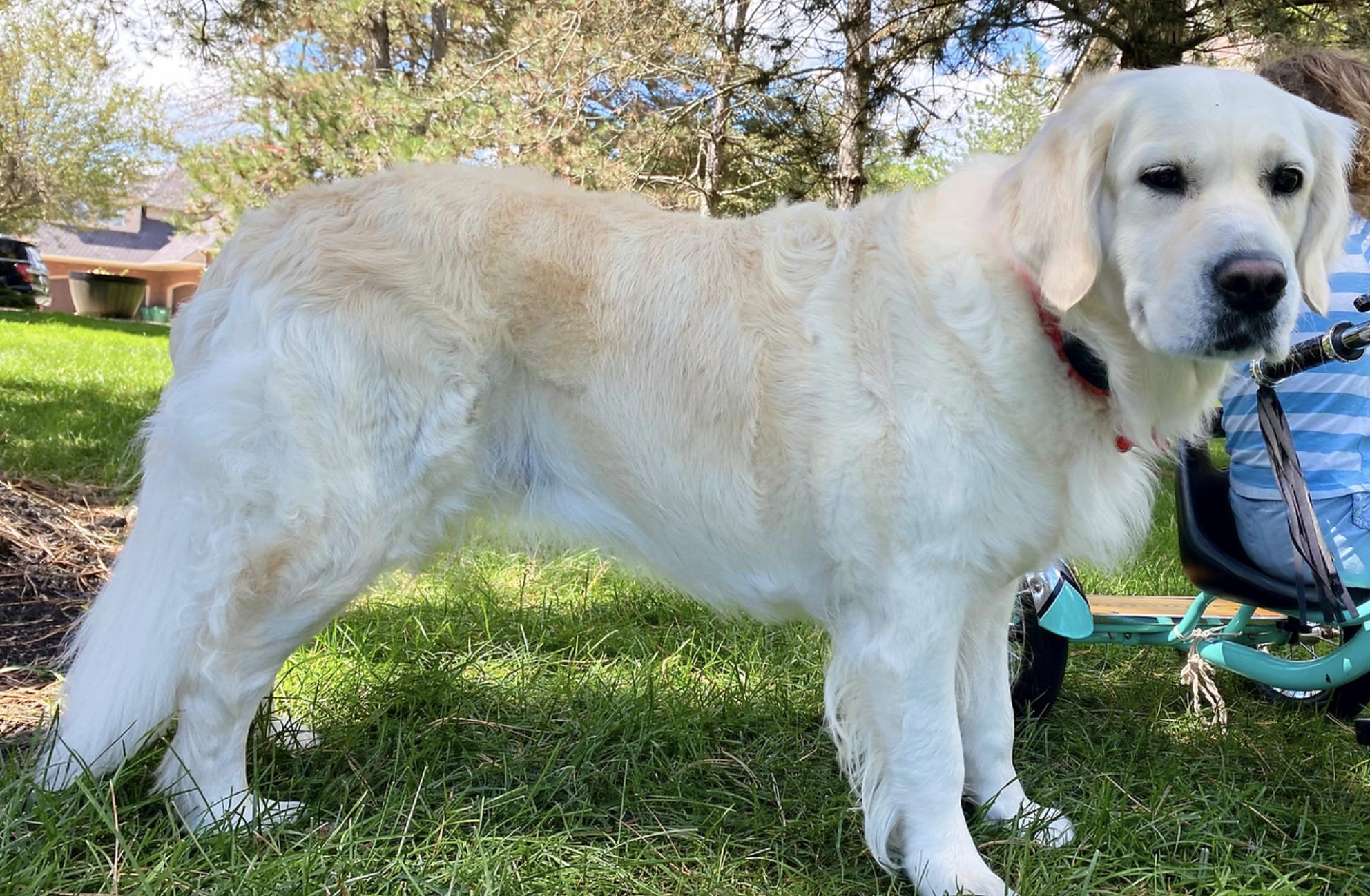 Fortunes Golden Retriever in Indiana | Golden Retriever puppies | Good Dog