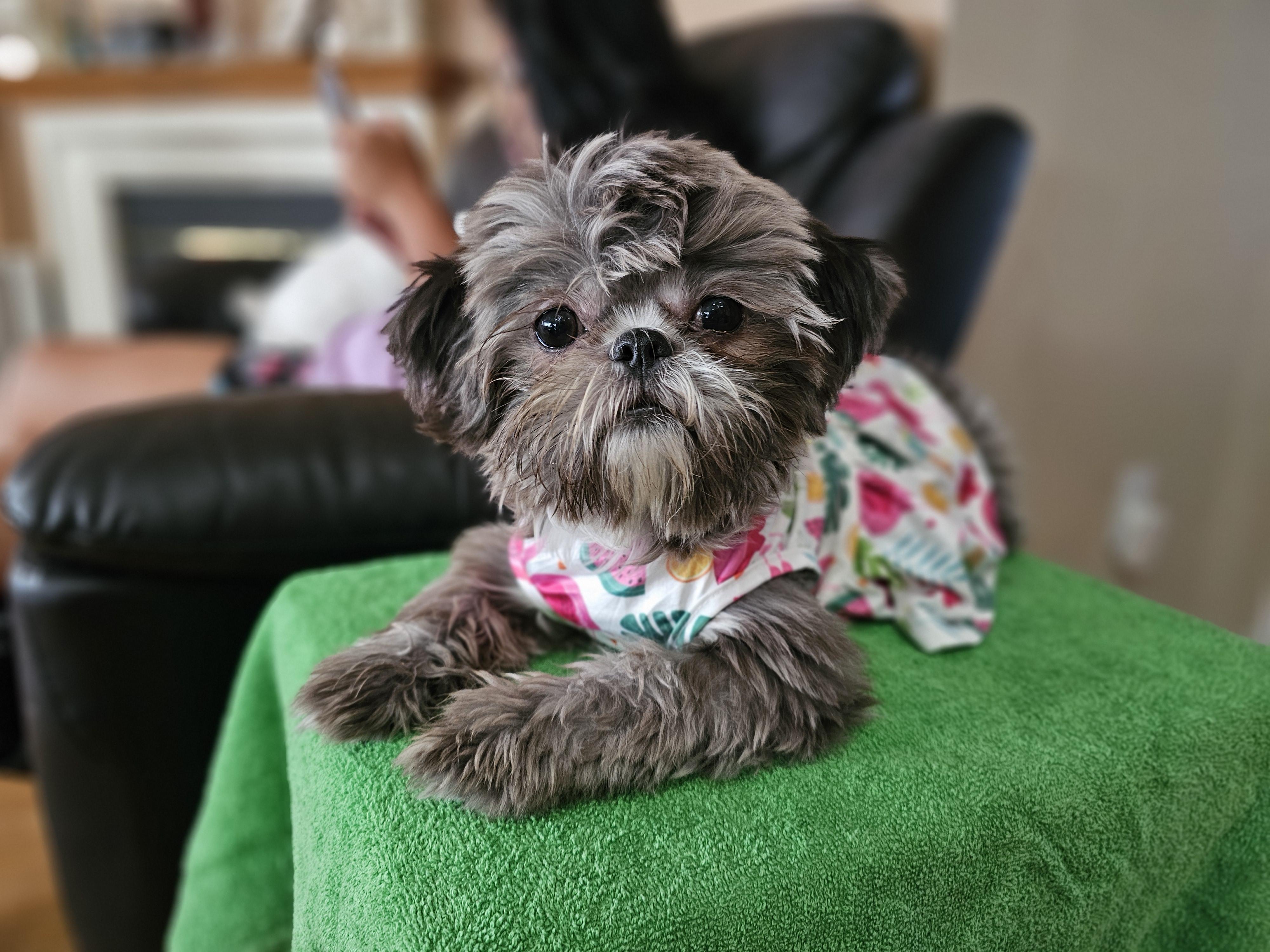 Ju Shih Tzu in California | Shih Tzu puppies | Good Dog