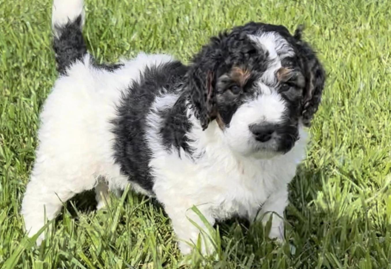 Freeman Ranchette Doodles in Arizona | Bernedoodle puppies | Good Dog