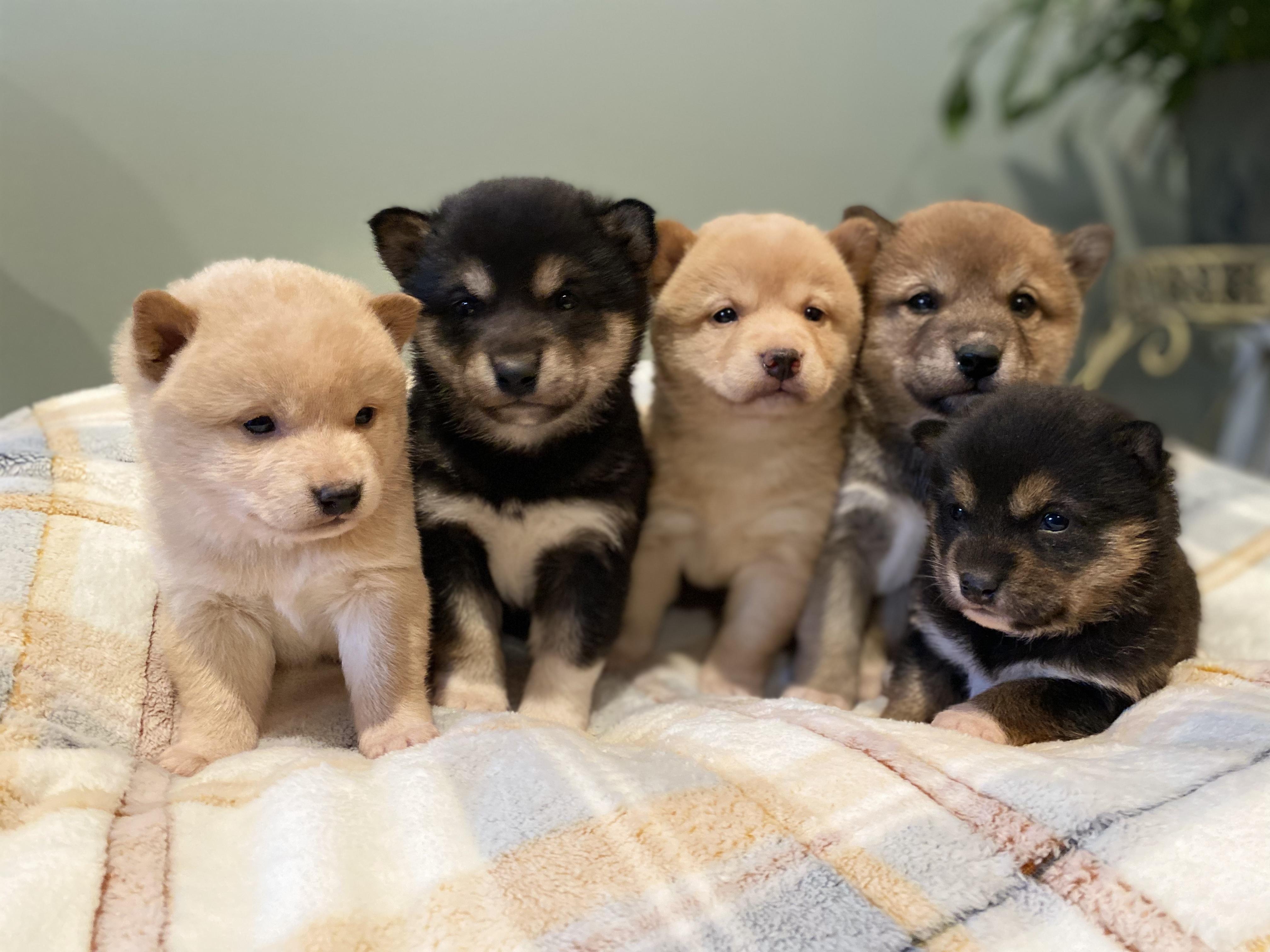 Happy Tails Shiba Inus in Missouri | Shiba Inu puppies | Good Dog