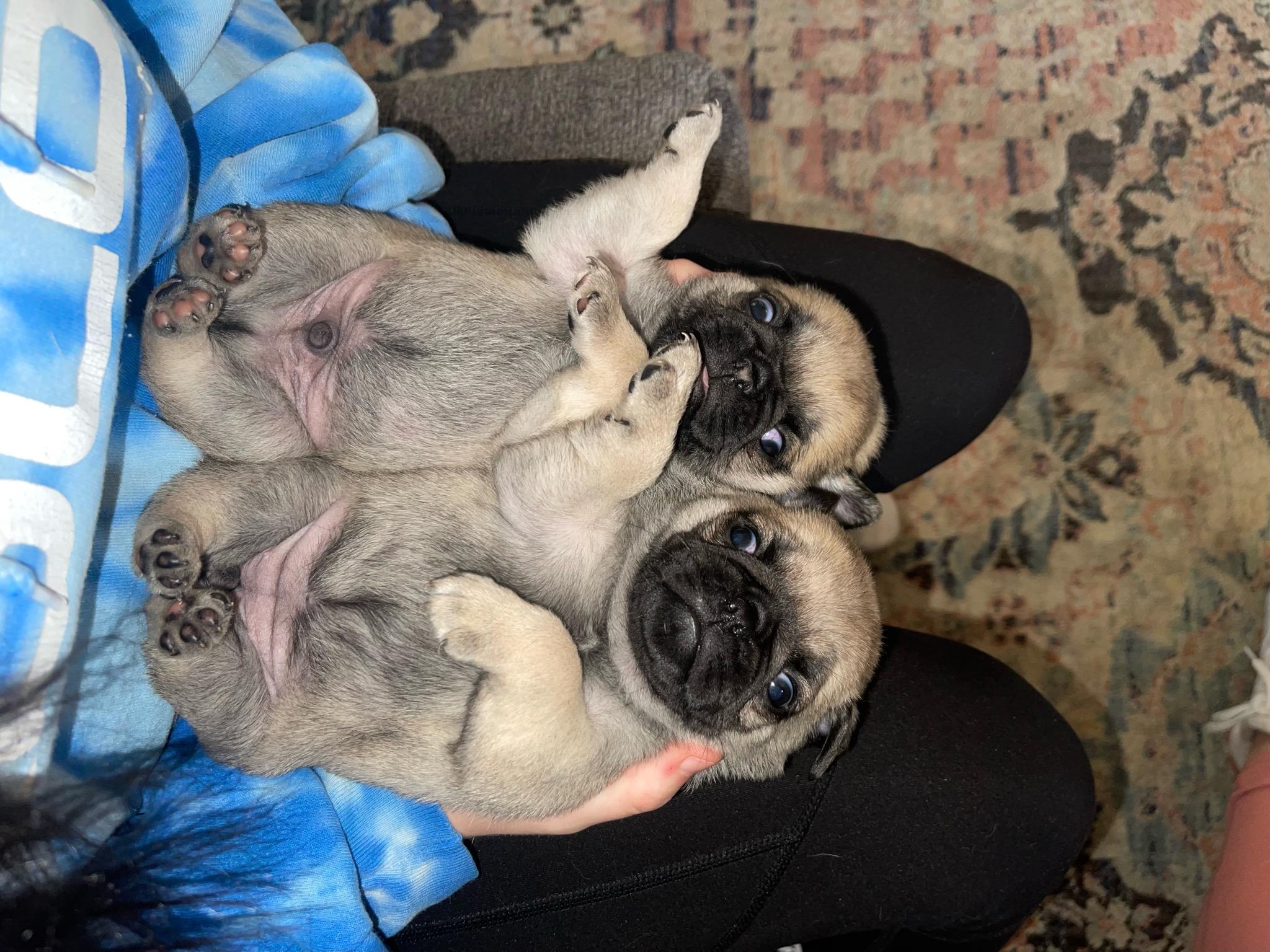 Pugs & Loves in North Carolina | Pug puppies | Good Dog