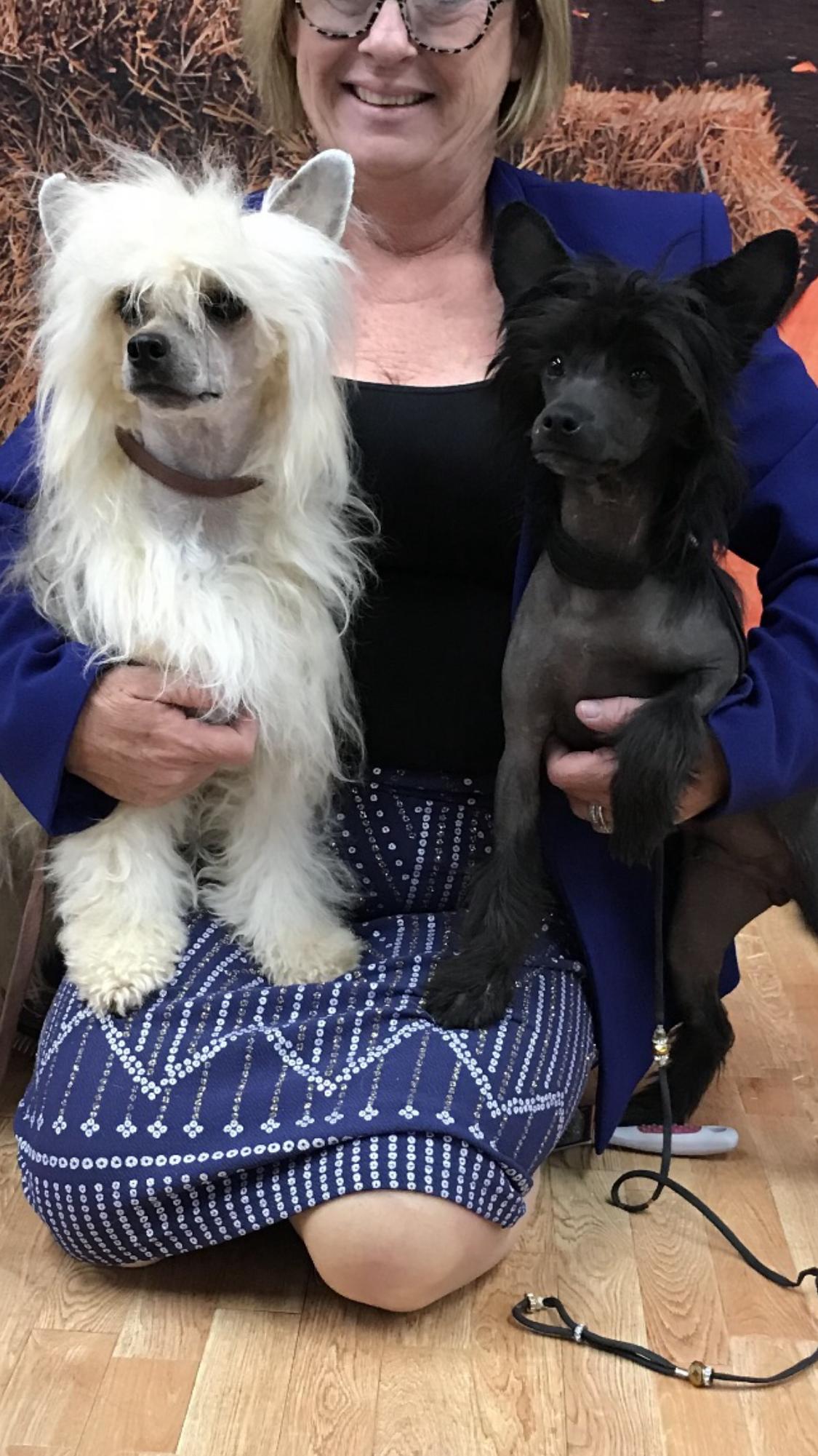 OH SO in Oklahoma | Chinese Crested and Shih Tzu puppies | Good Dog