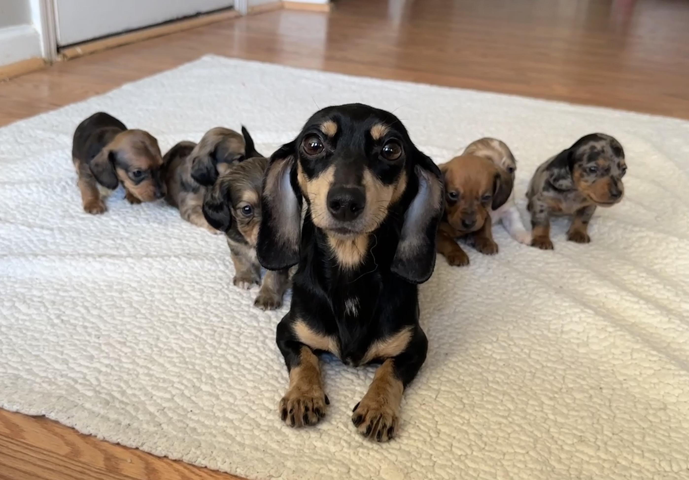 Free Dachshund Puppies In Georgia