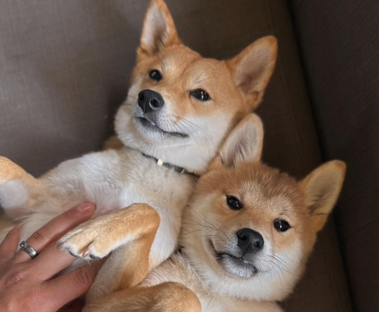Belle City Shibas in Wisconsin | Shiba Inu puppies | Good Dog