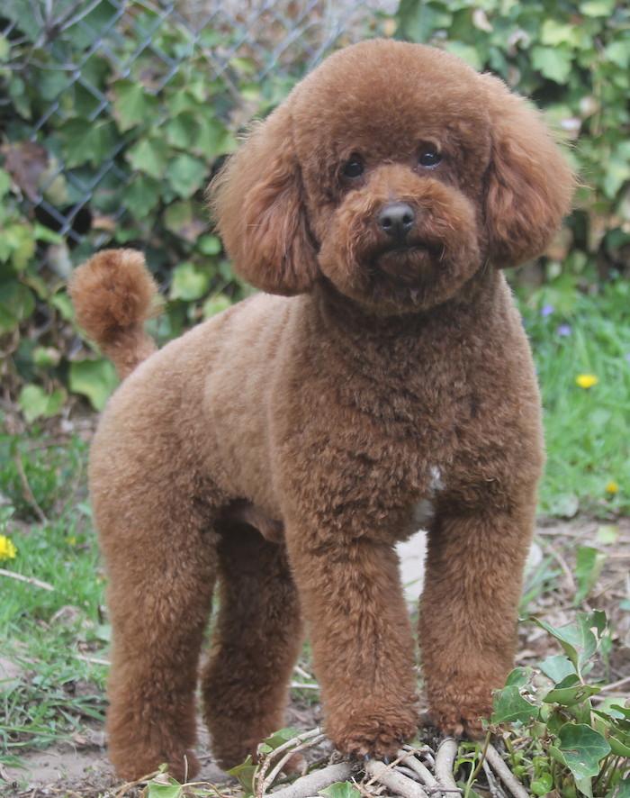 Bells Poodles in Utah | Poodle puppies | Good Dog
