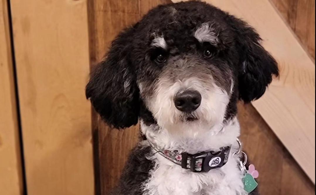Lookingglass Doodles in Oregon | Bernedoodle, Sheepadoodle, Australian ...