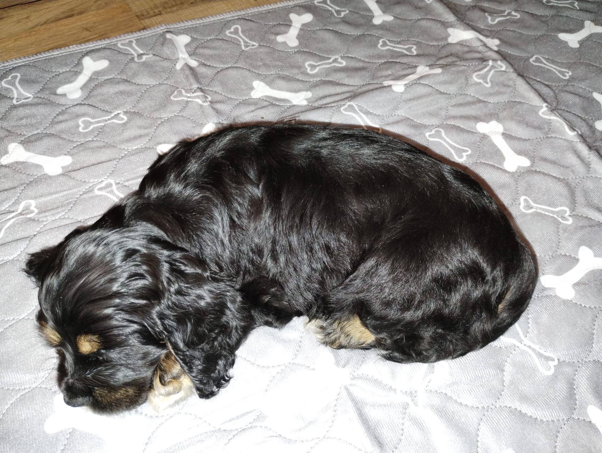 Debbie's Cocker Spaniels in Florida | Cocker Spaniel puppies | Good Dog