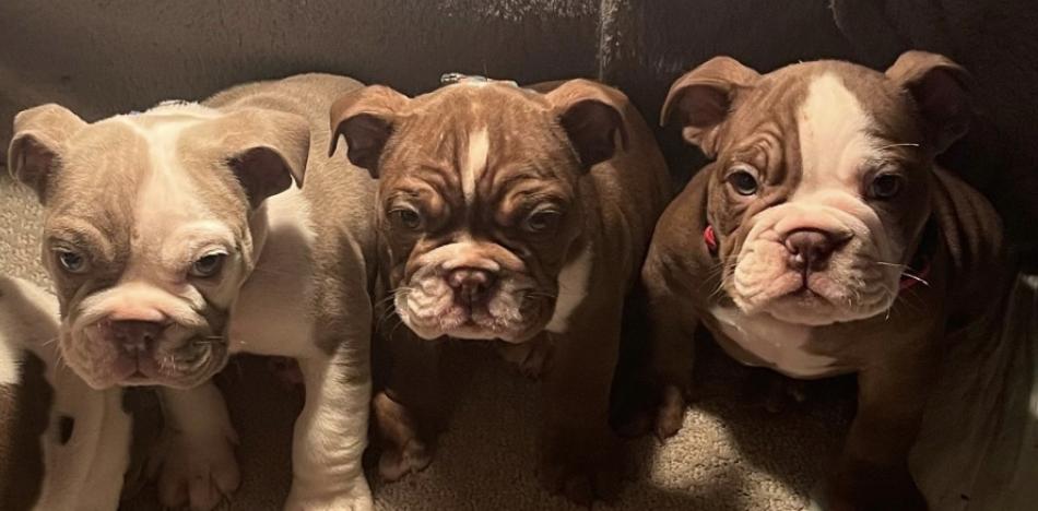 Hero Bulldogs in Oklahoma | Bulldog puppies | Good Dog